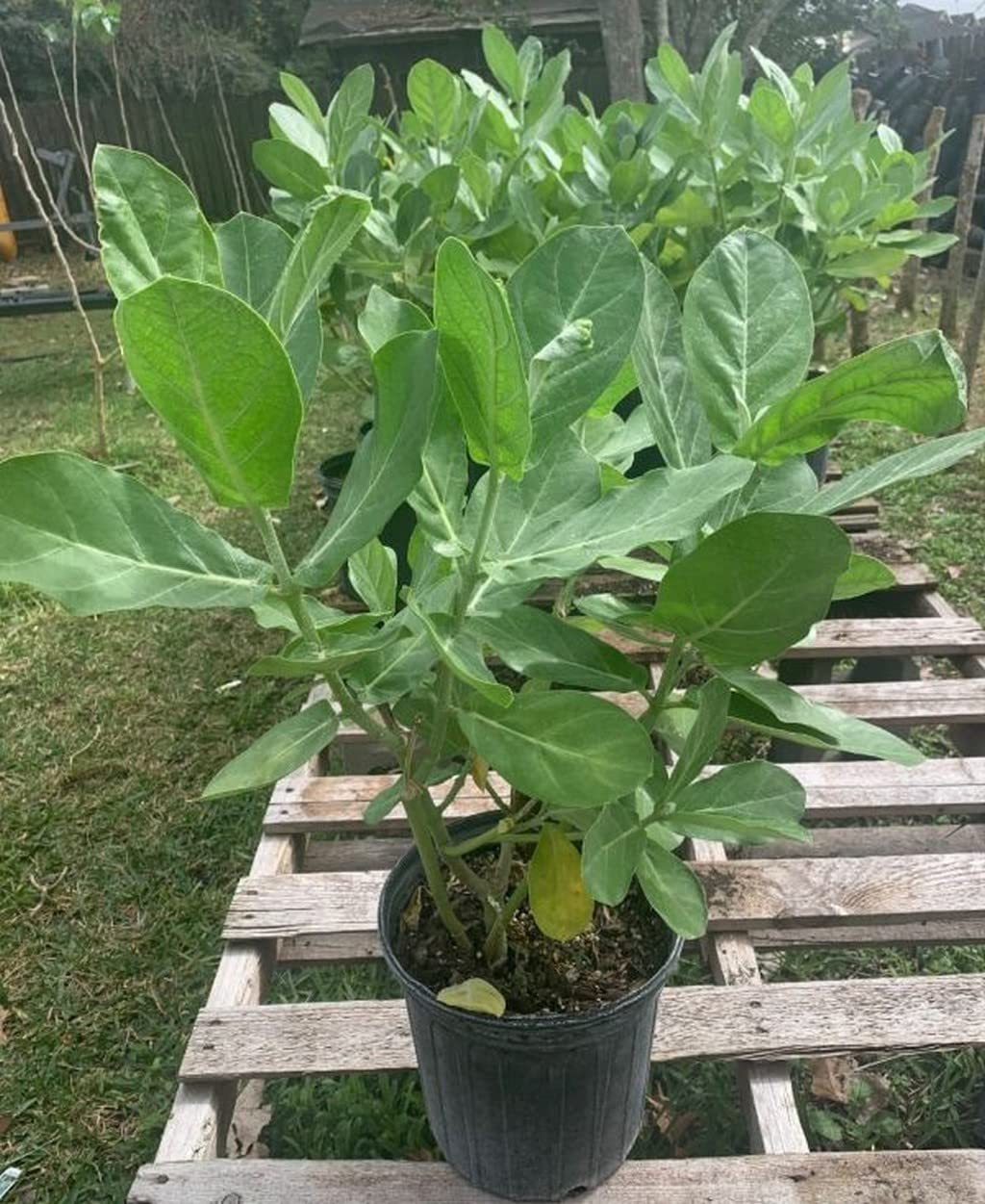 Buy Creative Farmer Erukku (Calotropis) Milk Weed/Crown Flower Bili ...