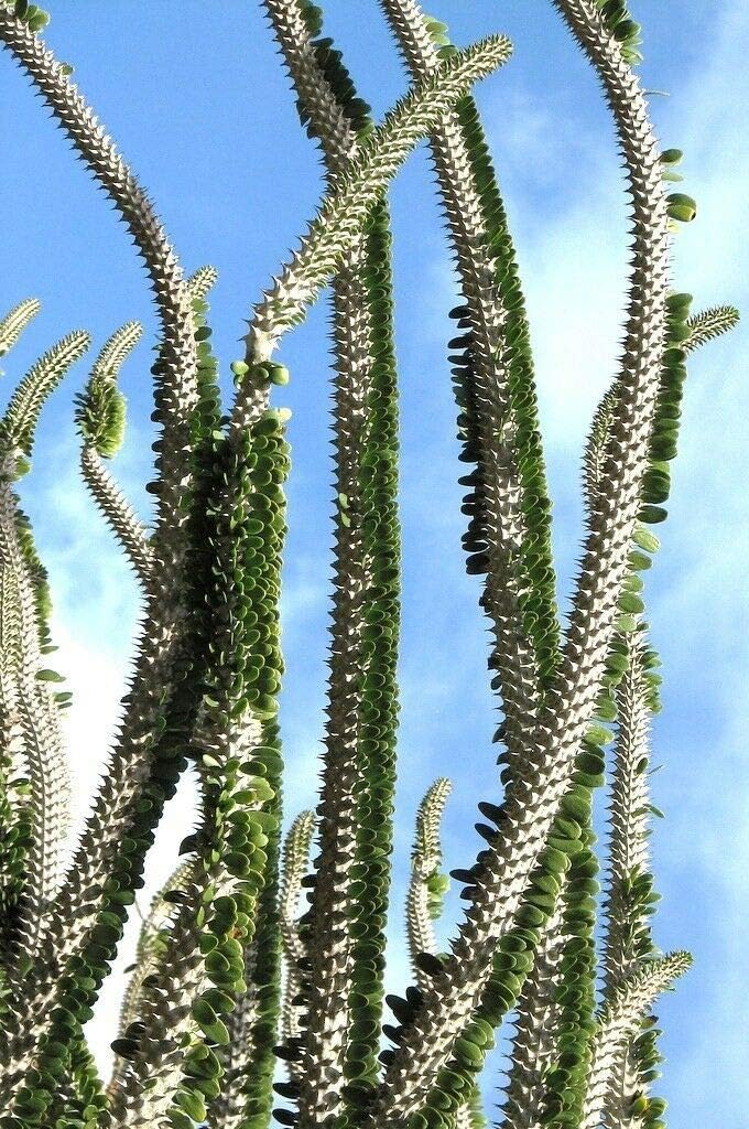 Madagascar Ocotillo, Alluaudia procera African Didierea (NS) Semillas ...