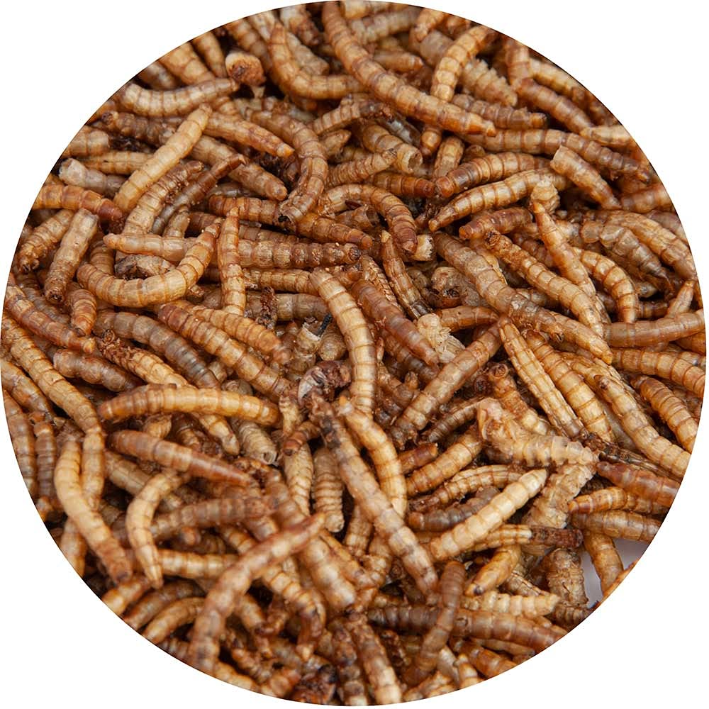 Walter’s Meal Worms (5L) - Dried Mealworms for Wild Birds, Bird Food in Stay Fresh, Refill Bags ...