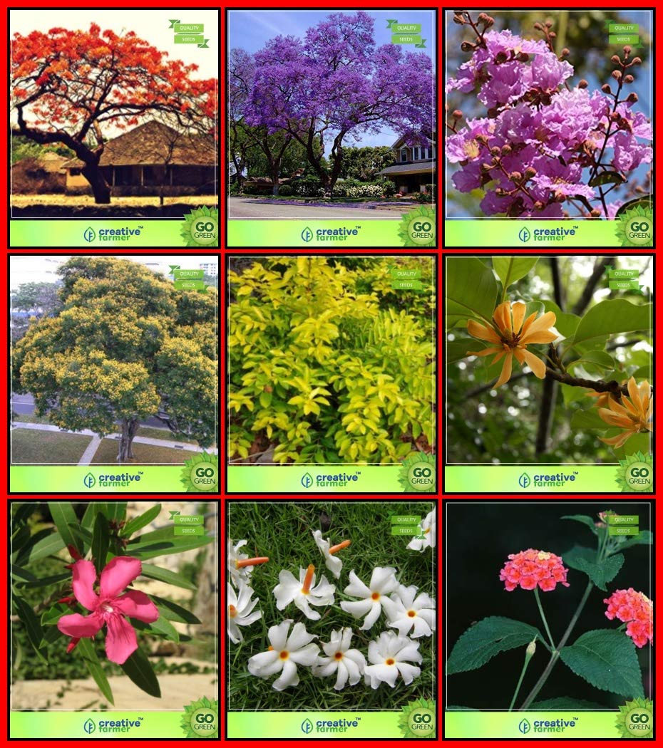 Buy Creative Farmer Summer Combo Tree : Jacaranda, Flame Tree, Pride Of ...