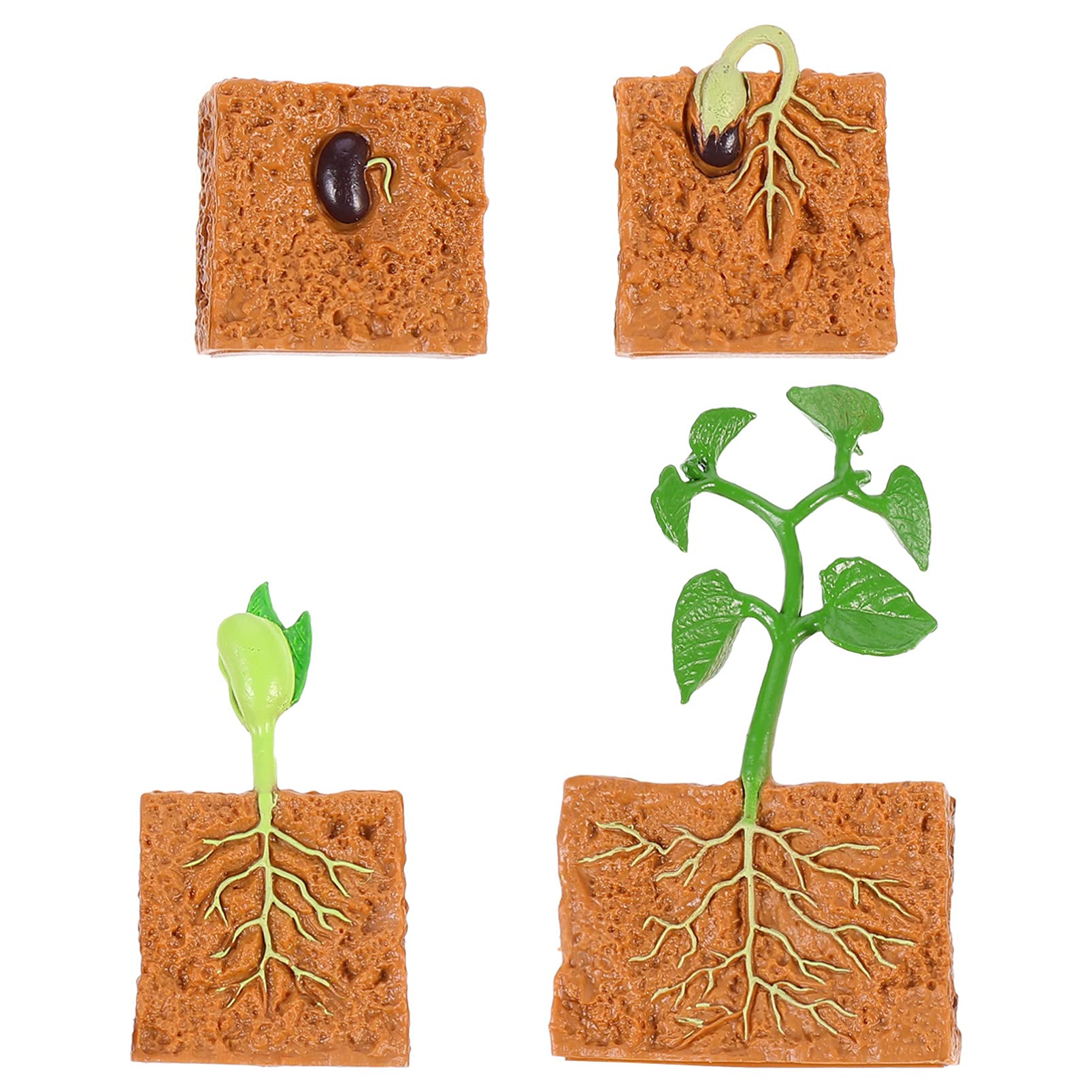 Buy TOYANDONA 1 Set Life Cycle of a Green Bean s Life Cycle Educational ...