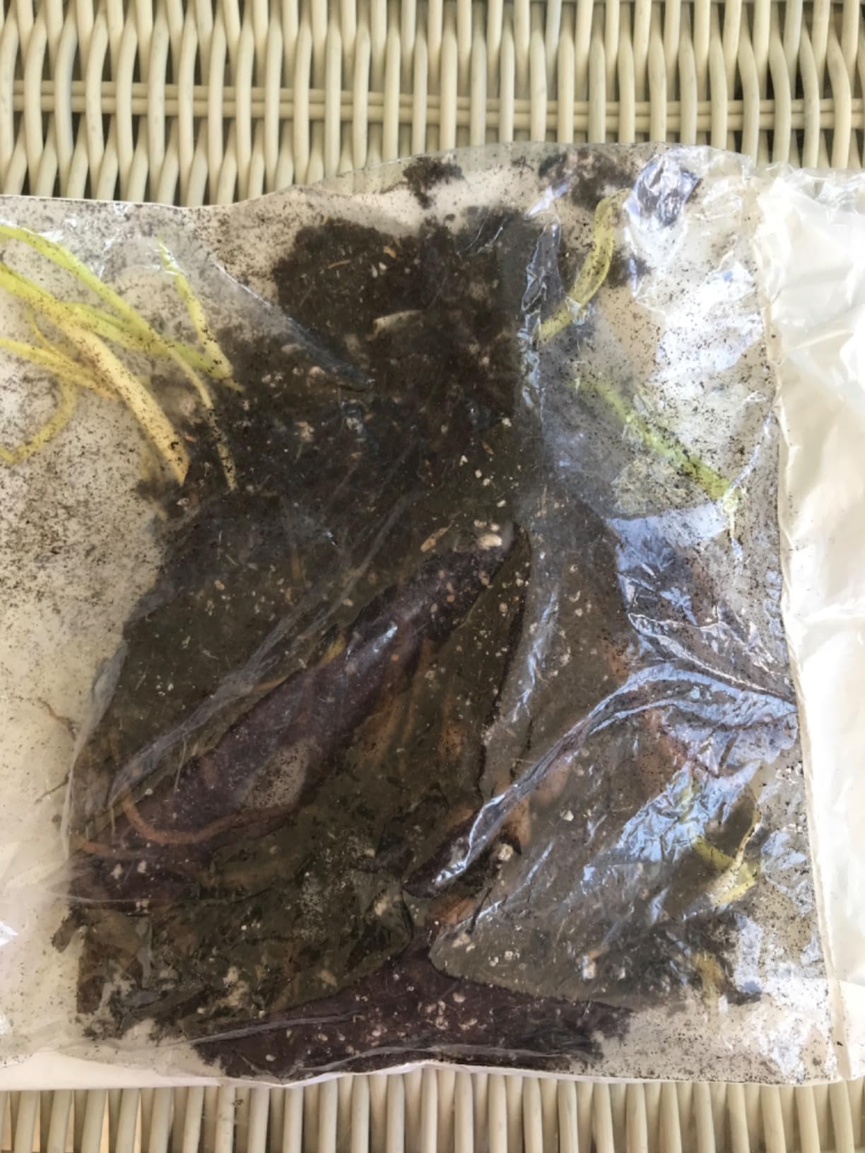 Amazon.com : Mixed Color Daylily Roots for Planting - Grow Beautiful ...