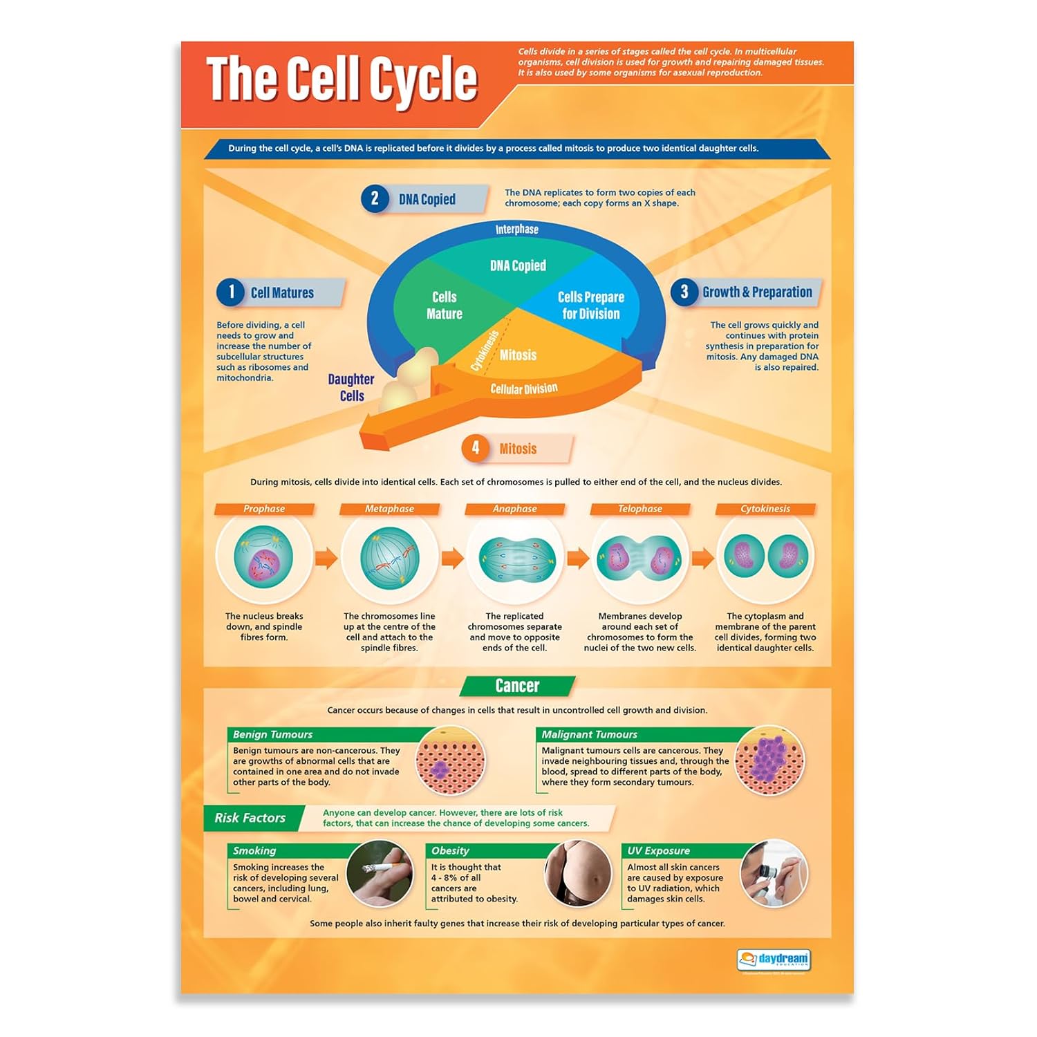 Daydream Education The Cell Cycle | Science Posters | Gloss Paper ...
