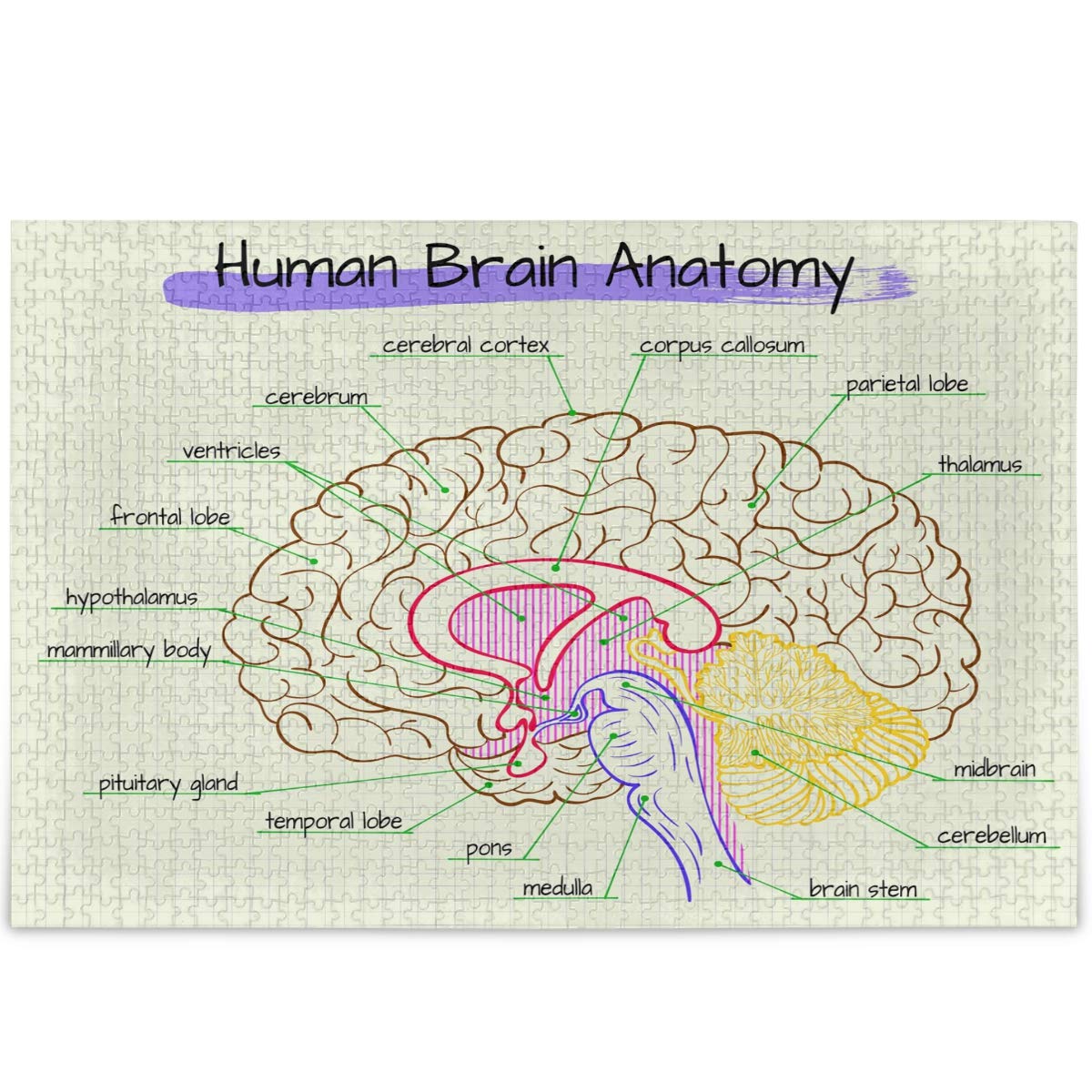 Human Brain Diagram For Kids