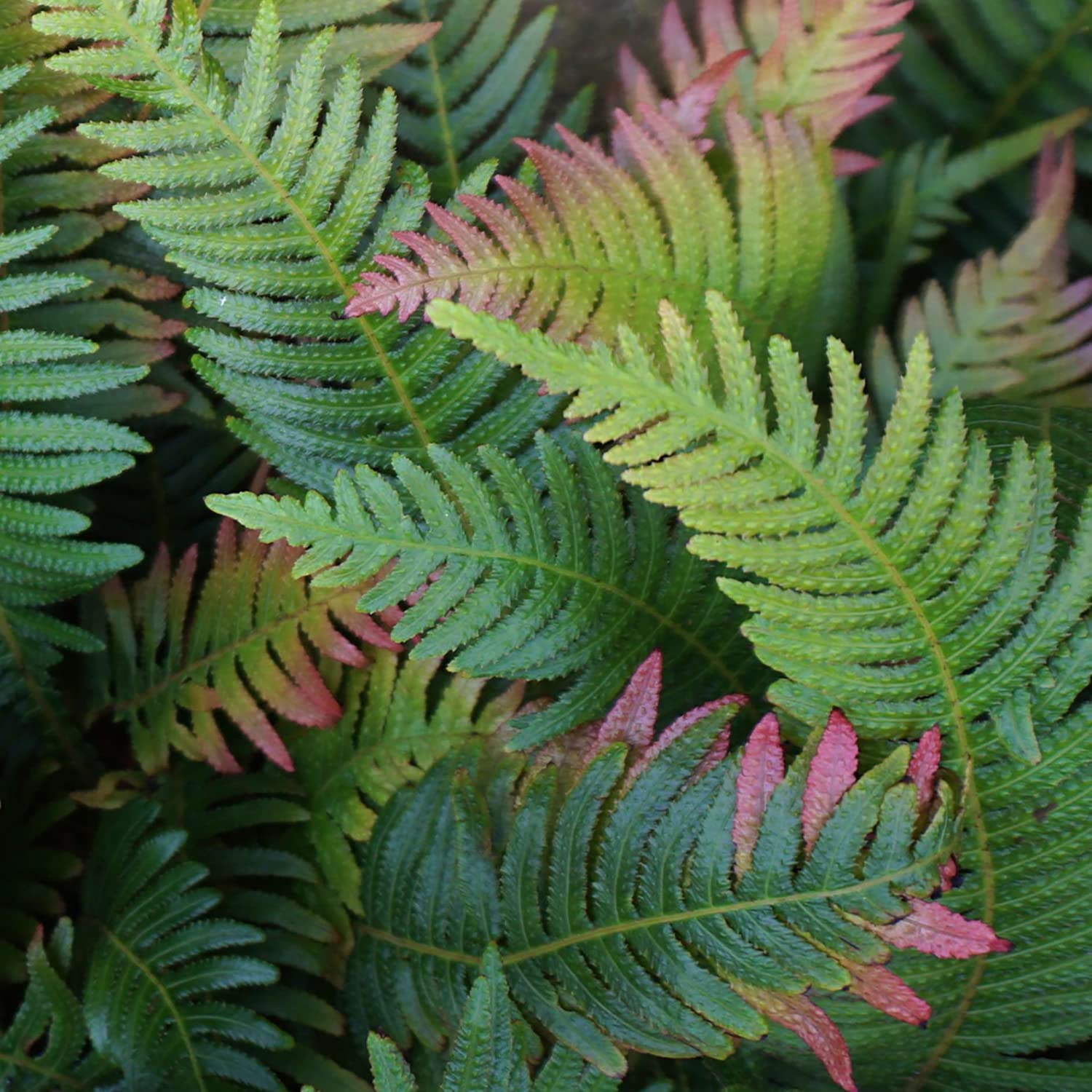 Non Flowering Plants Fern