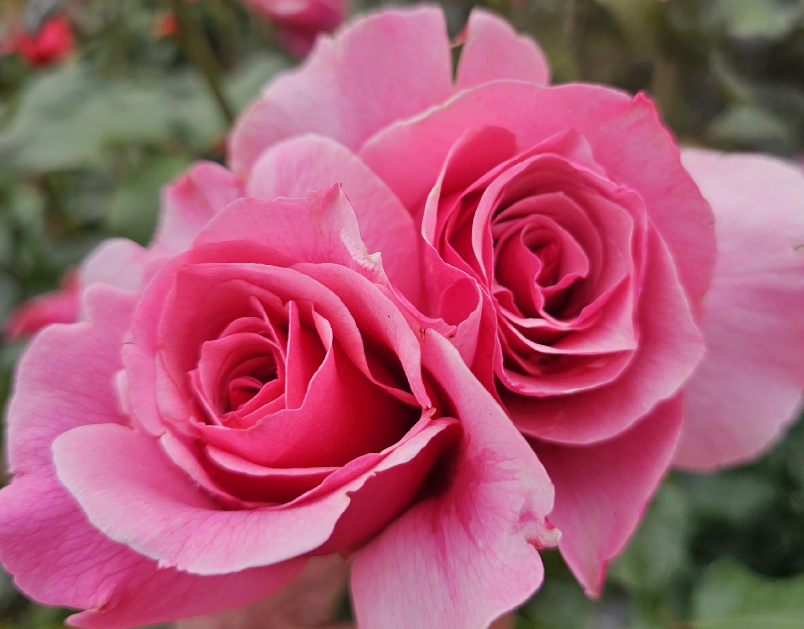 Amazon.com : Duet Light Pink Rose Bush, Rose Bushes Ready to Plant, 2 ...