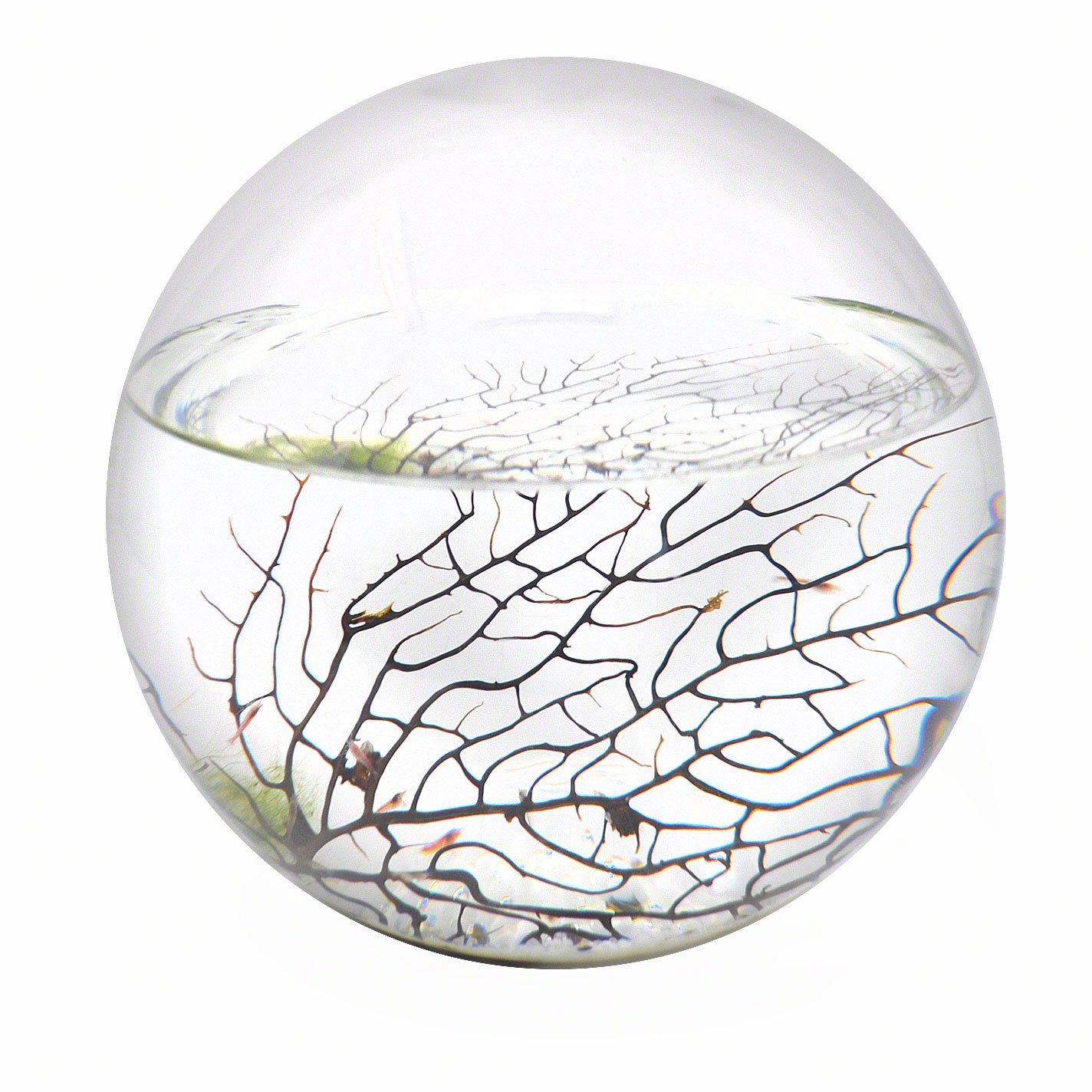 EcoSphere Closed Aquatic Ecosystem, X-Large Sphere : Amazon.in: Pet ...