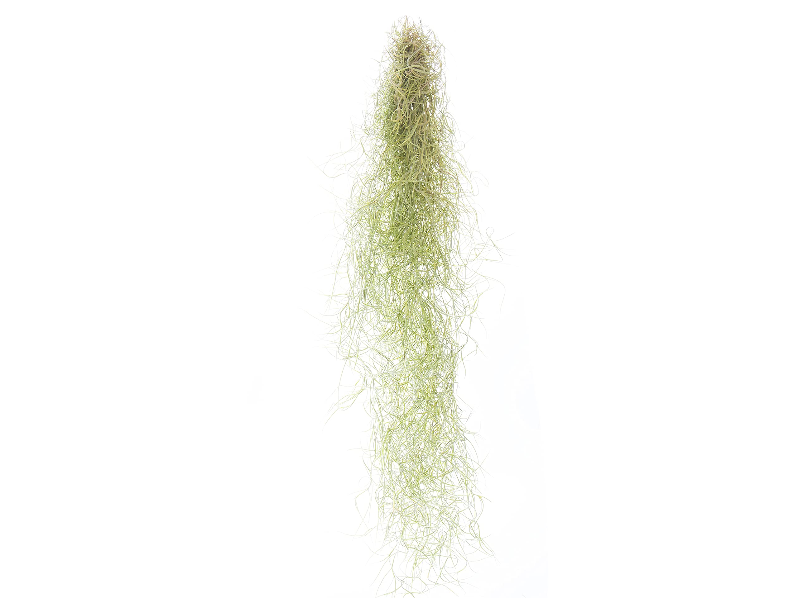Tillandsia USNEOIDES Spanish Moss Fantastic Trailing AIR Plant : Amazon ...