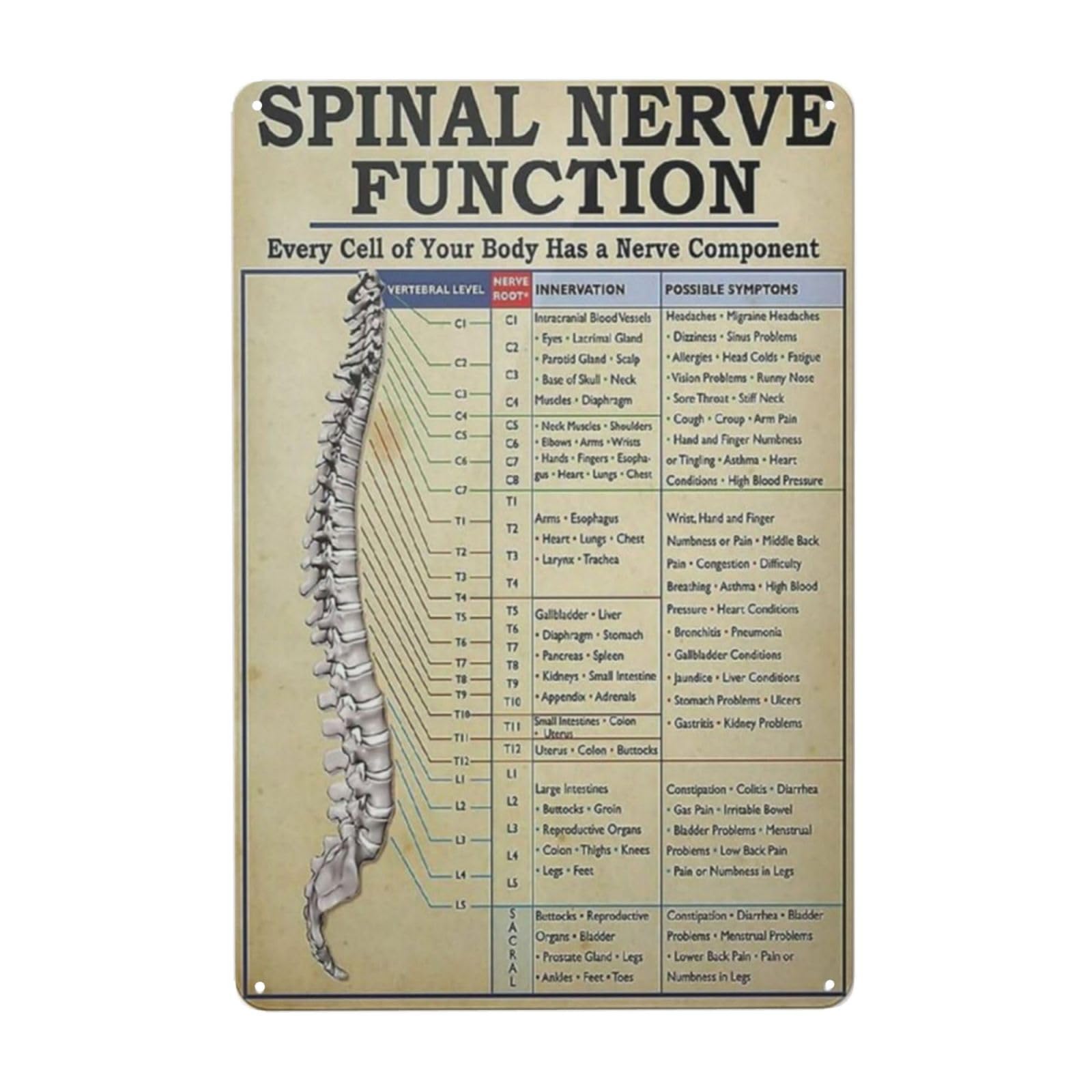 Amazon.com: Knowledge Spinal Nerve Function Metal Tin Sign Vintage ...
