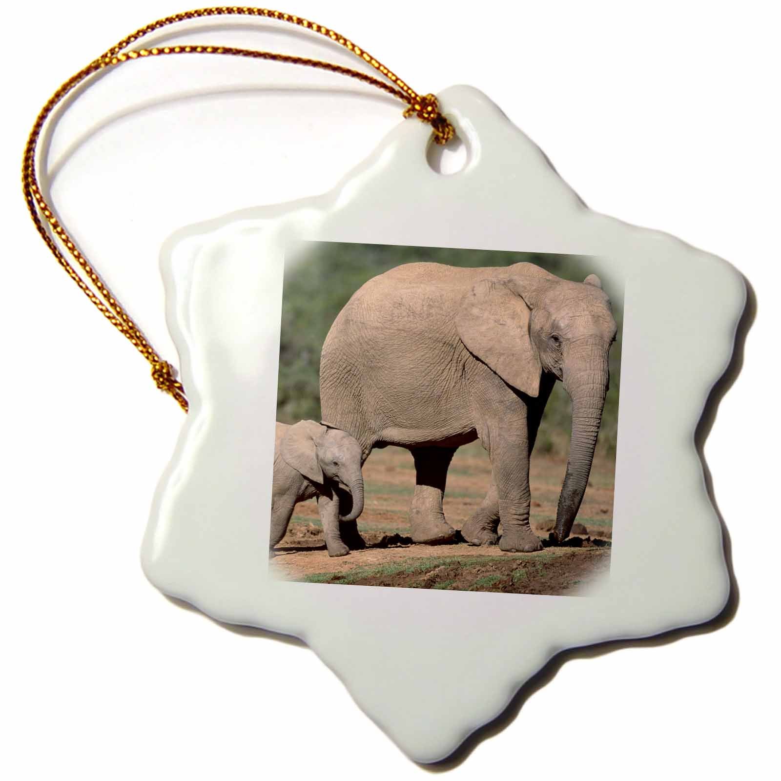 South African Baby Elephant