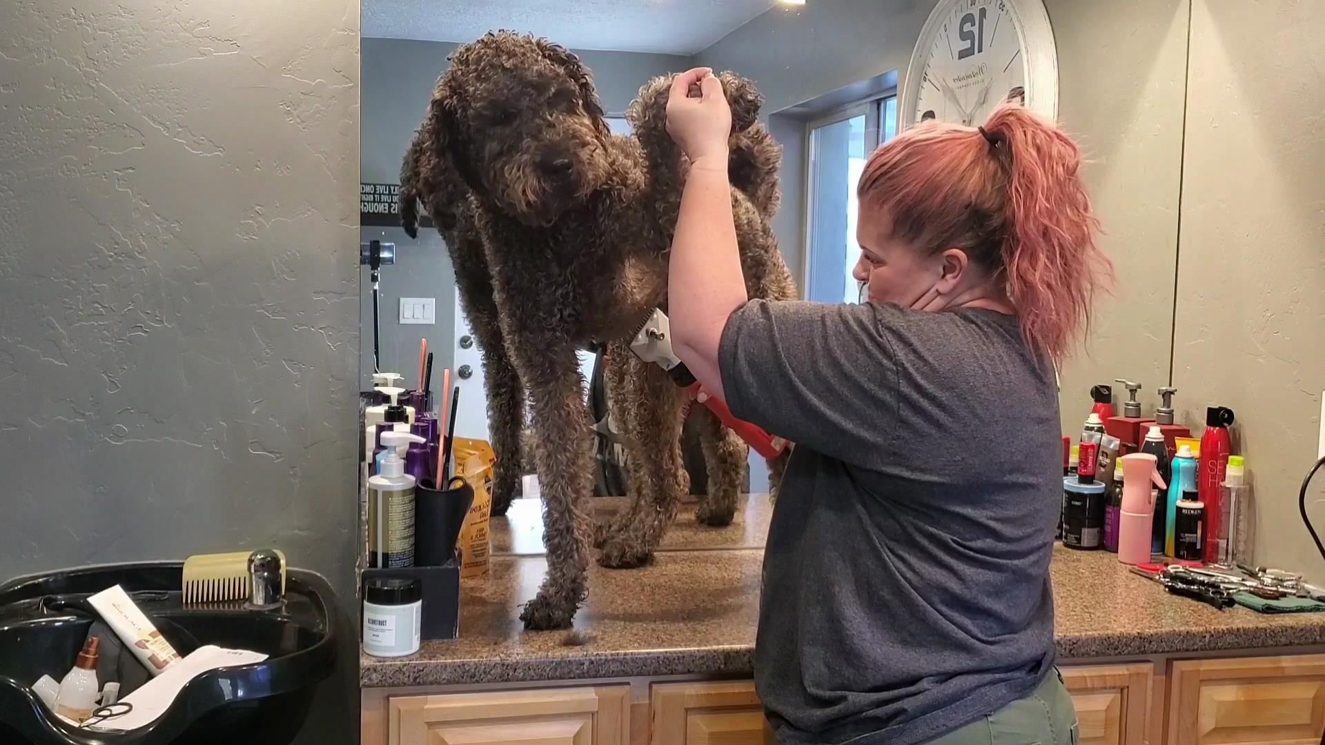 Watch DUCKBOY Heavy Duty Animals Clippers for Large Dog on Amazon Live