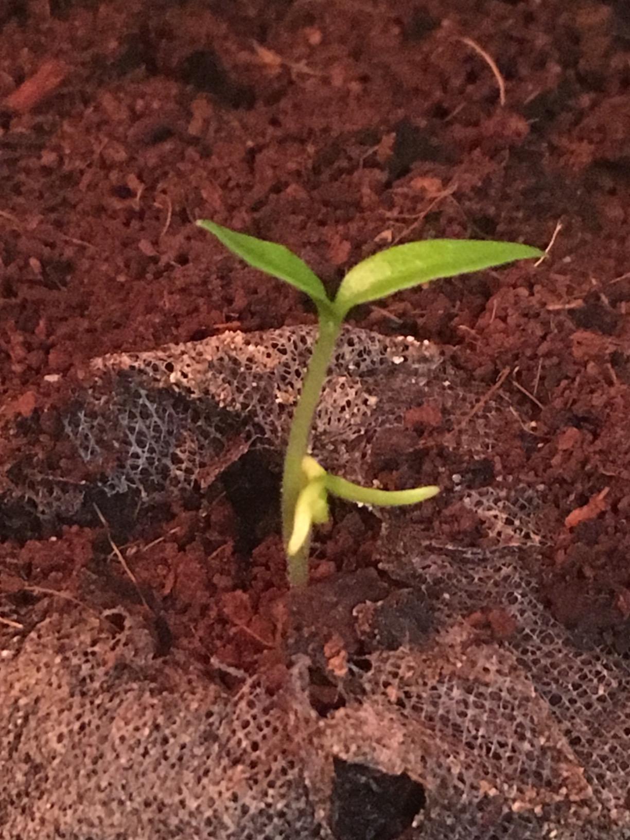 Amazon.com : Wonder Soil Shake, Water & Plant Seed Starter : Patio ...