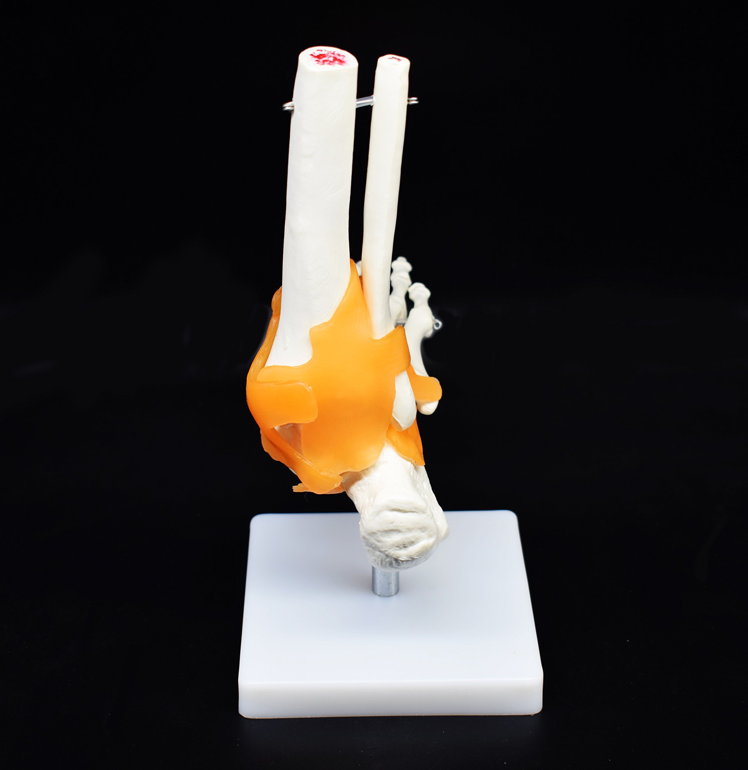 Human Foot Skeleton Model with Ligaments, Flexible, Anatomically ...