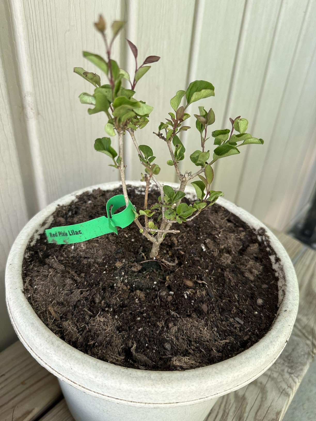 Amazon.com : (1) - Red Pixie Lilac (Syringa) - Starter Plant (7m) (1 ...