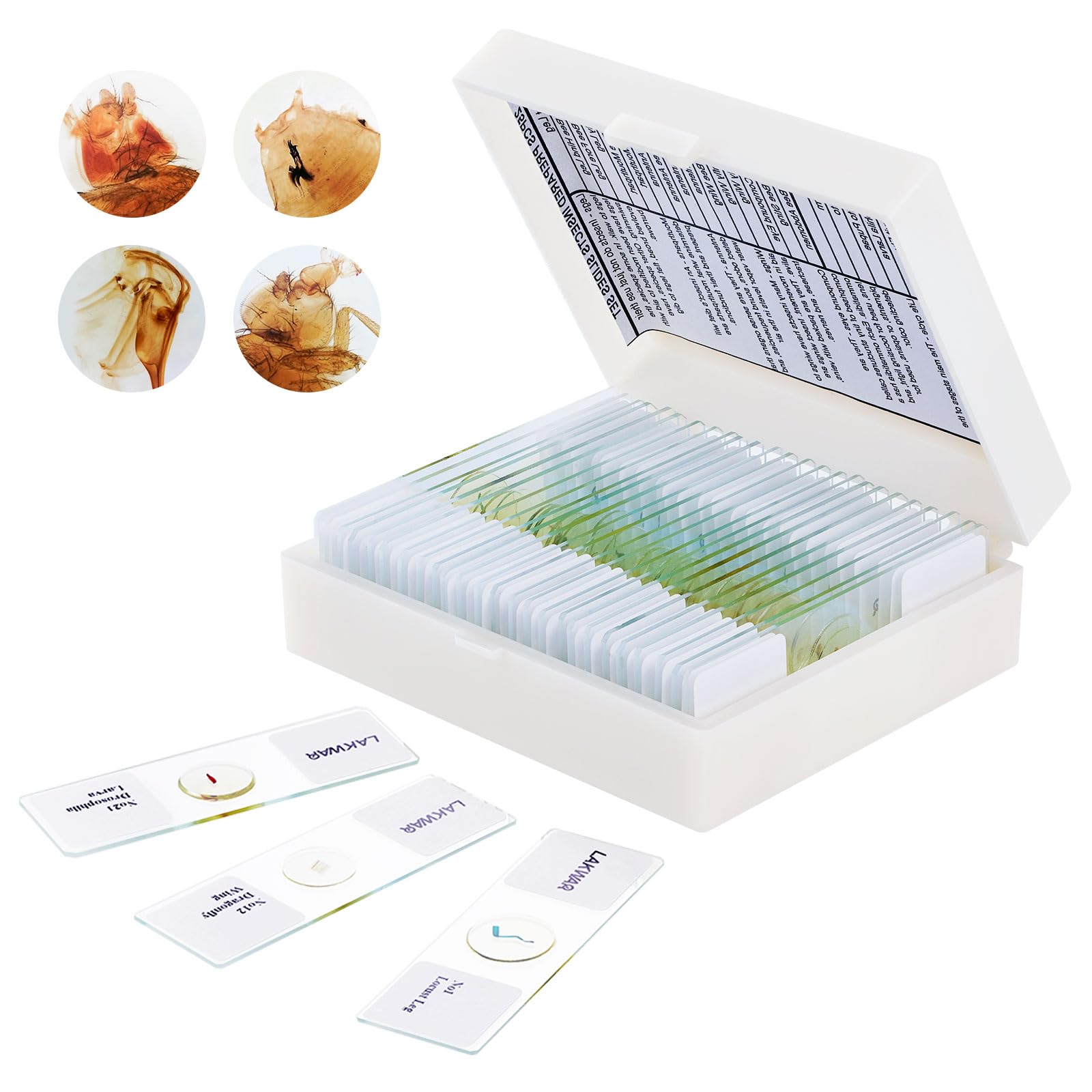 Snapklik.com : 25 Insect Microscope Slides