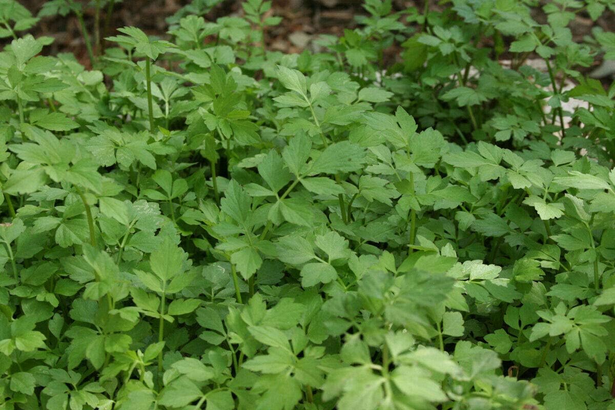 Amazon.com : 10 Bare Roots Water Dropwort, Japanese Parsley, Rau c?n n ...
