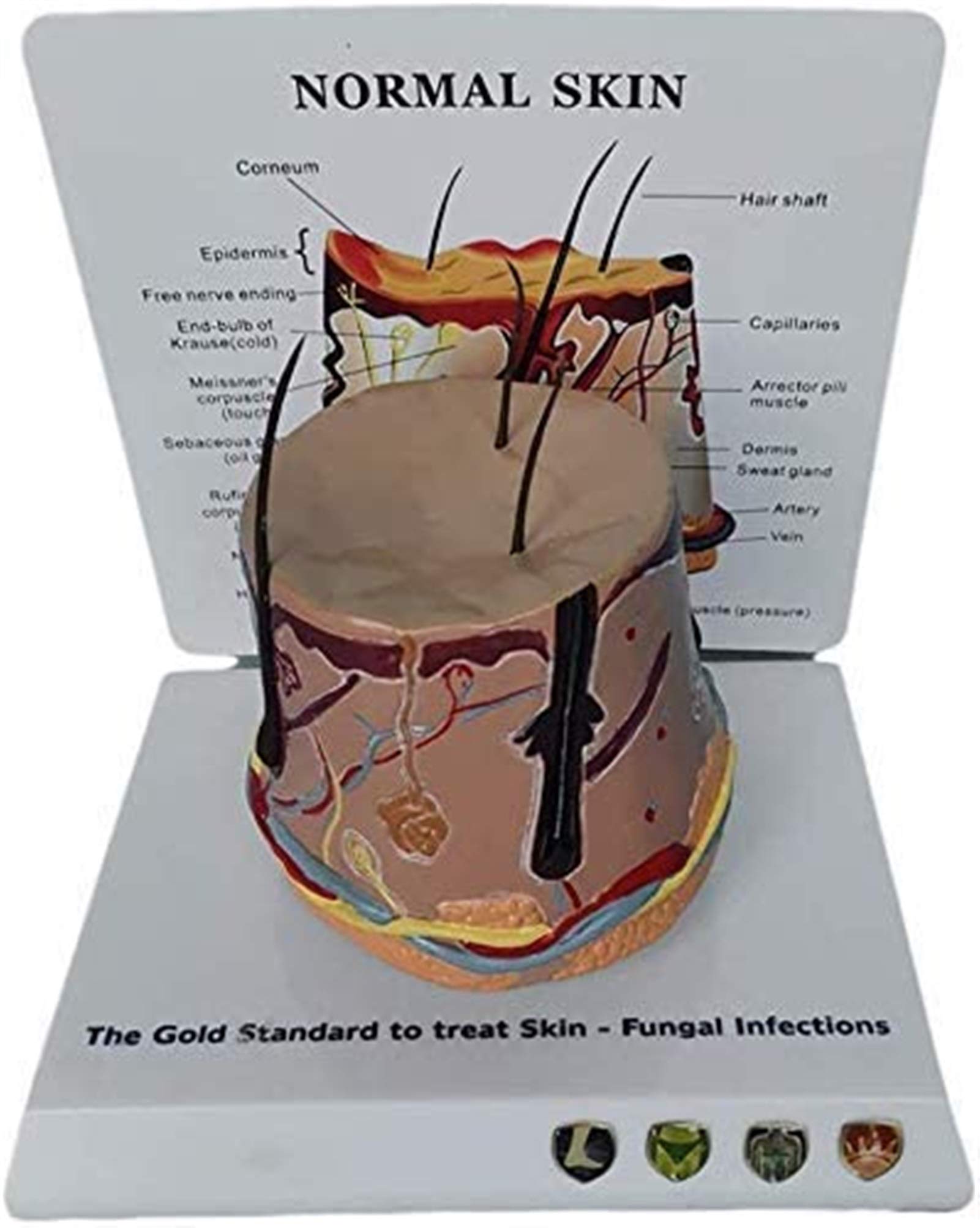 Buy PIAOLIGN Body Model Medical Anatomical Skin Structure Model - Human ...