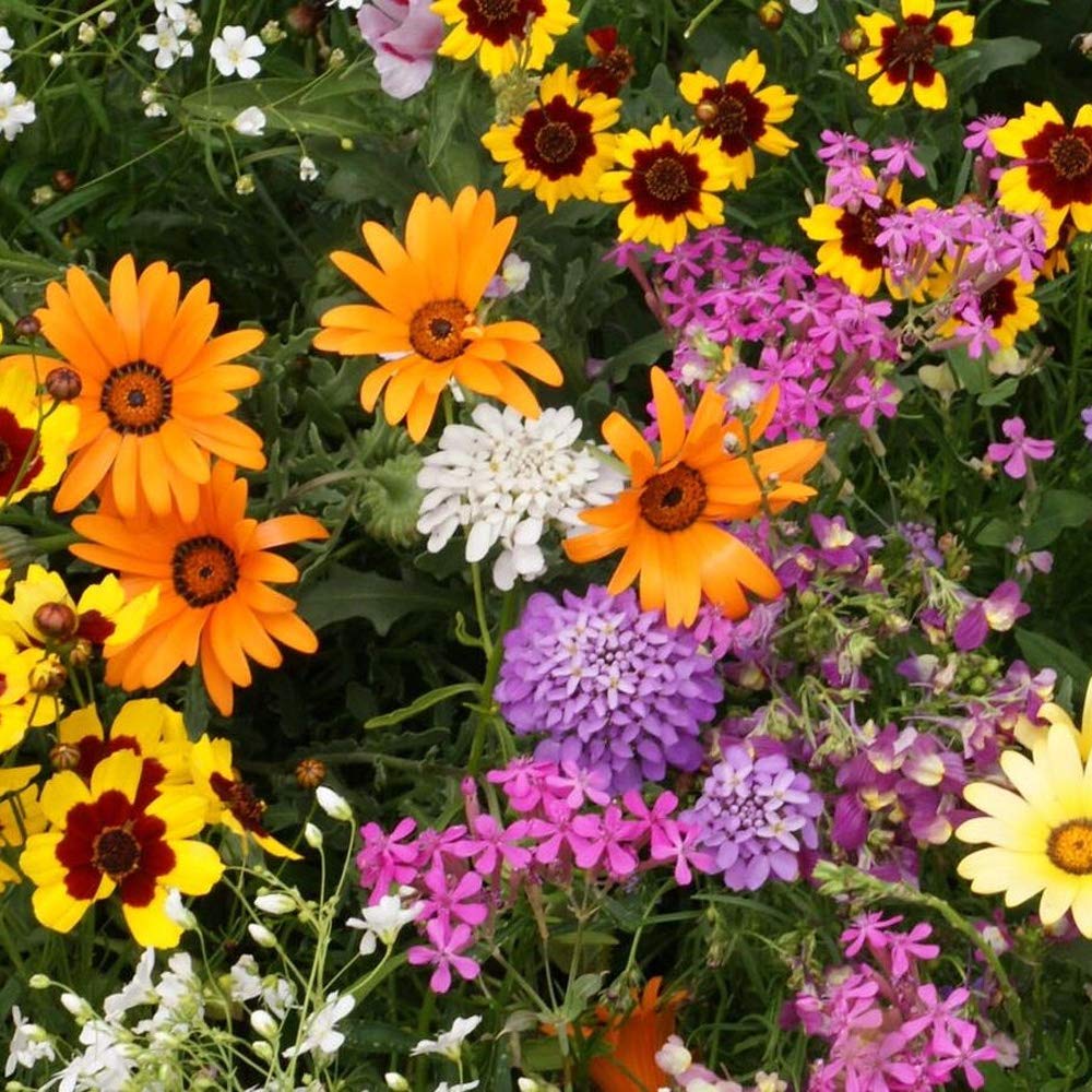 Lowes Garden Wildflower Mix Fall Plant Shopping For Perennials At