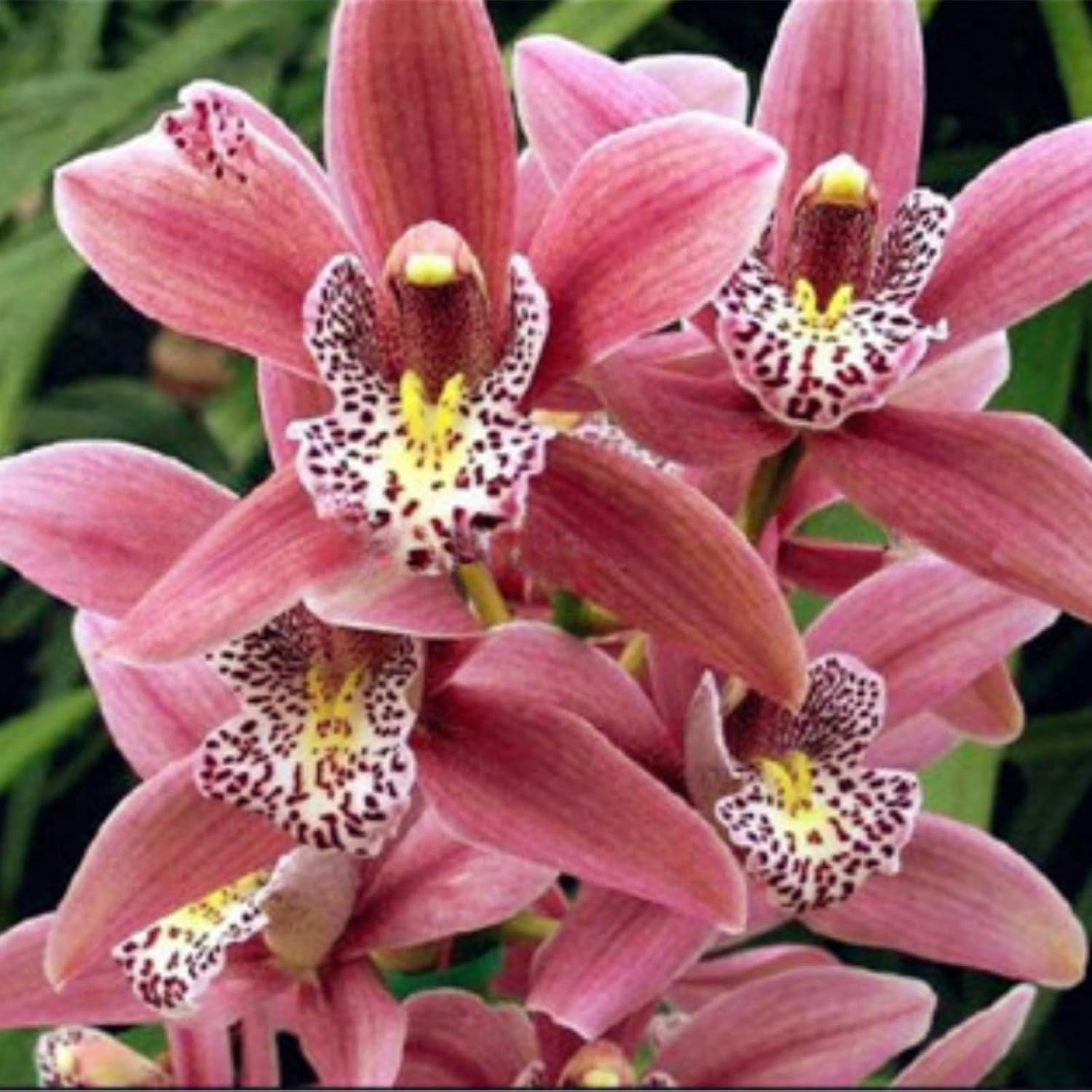 Cymbidium Orchid bulbi,Orchidea del cymbidium,cymbidium pianta vera ...
