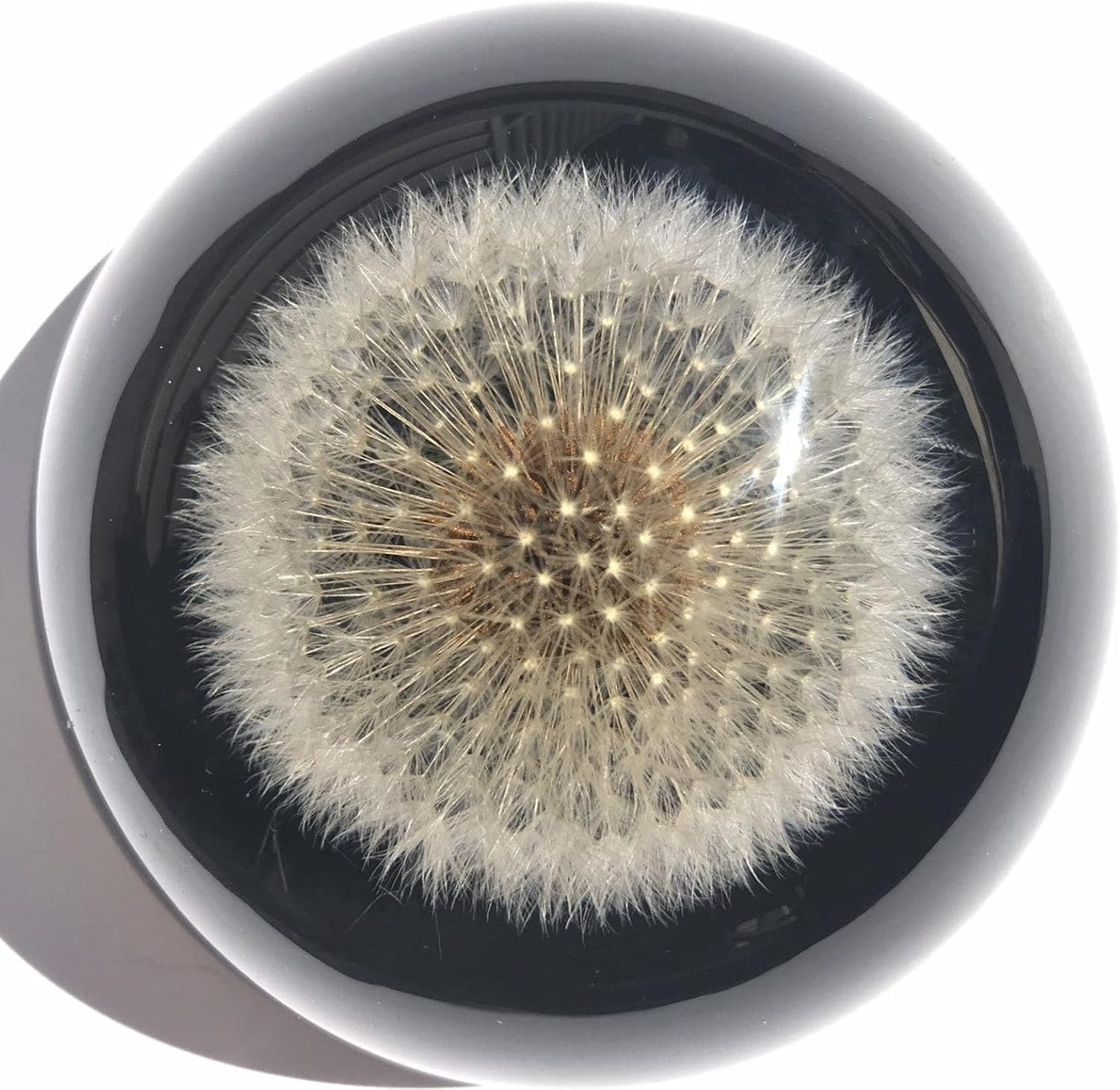 Amazon.com: DTREEL Real Dandelion Paperweight, Dandelion Paperweight ...