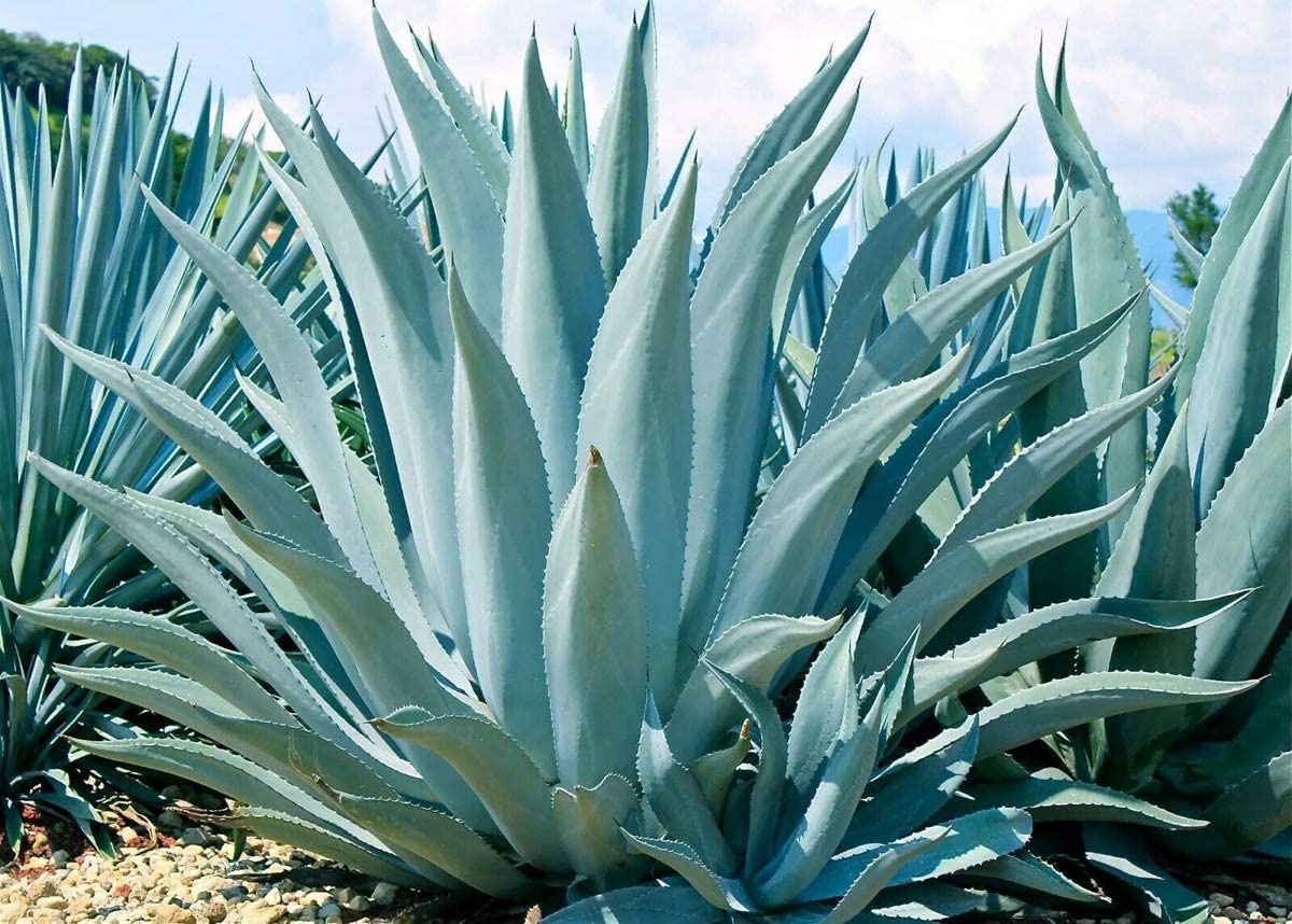 Agave Tequilana Seeds
