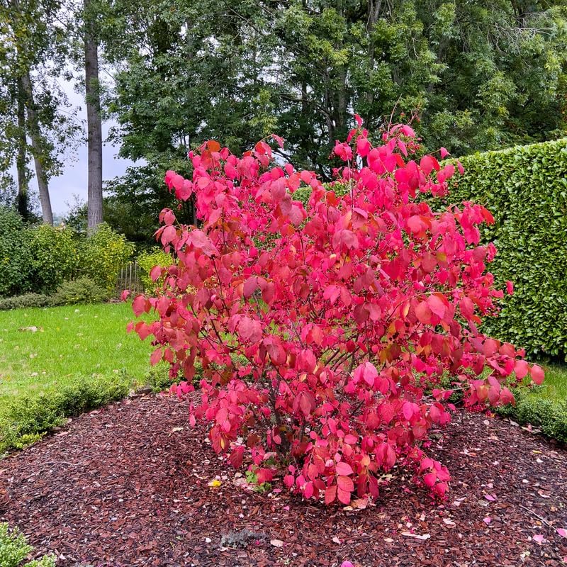 Amazon.com : 10 Dwarf Burning Bush Shrub Live Plant Cuttings, Burning ...