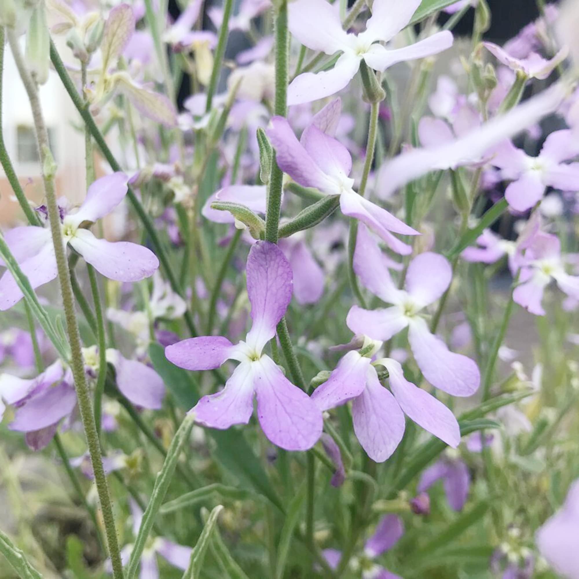 Amazon.com : Night-Scented Stock Seeds Matthiola Longipetala Annual ...