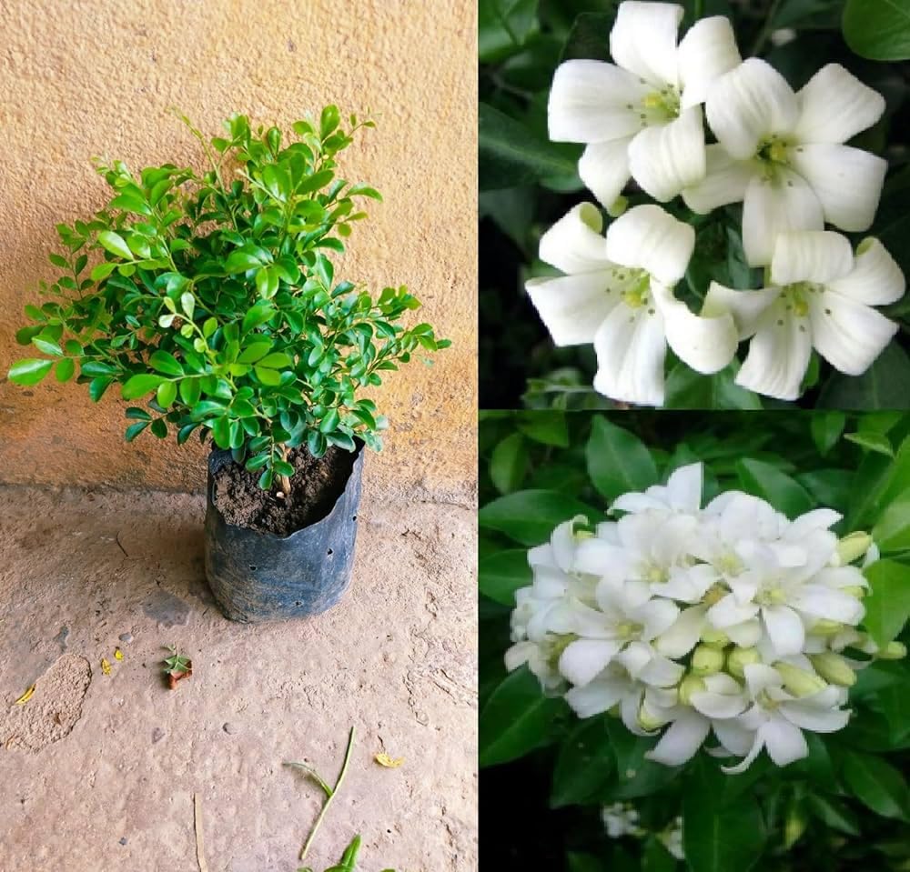 Table madhu kaMini plant (Pack of 2) : Amazon.in: Garden & Outdoors