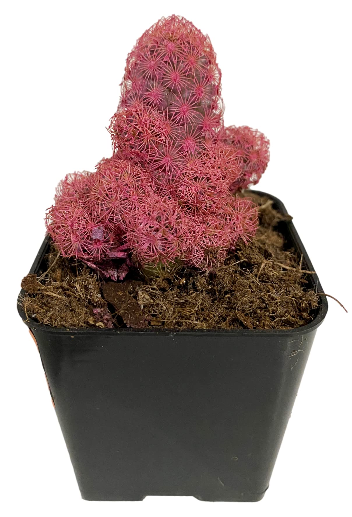 Pink Cactus Plant