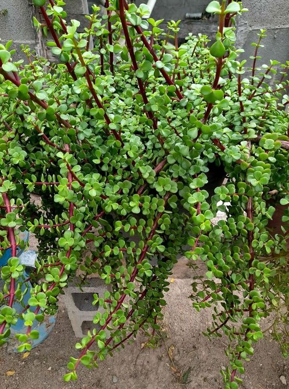 Live Lucky Jade Plant for Home Indoor Outdoor, Feng Shui Lucky Crassula ...