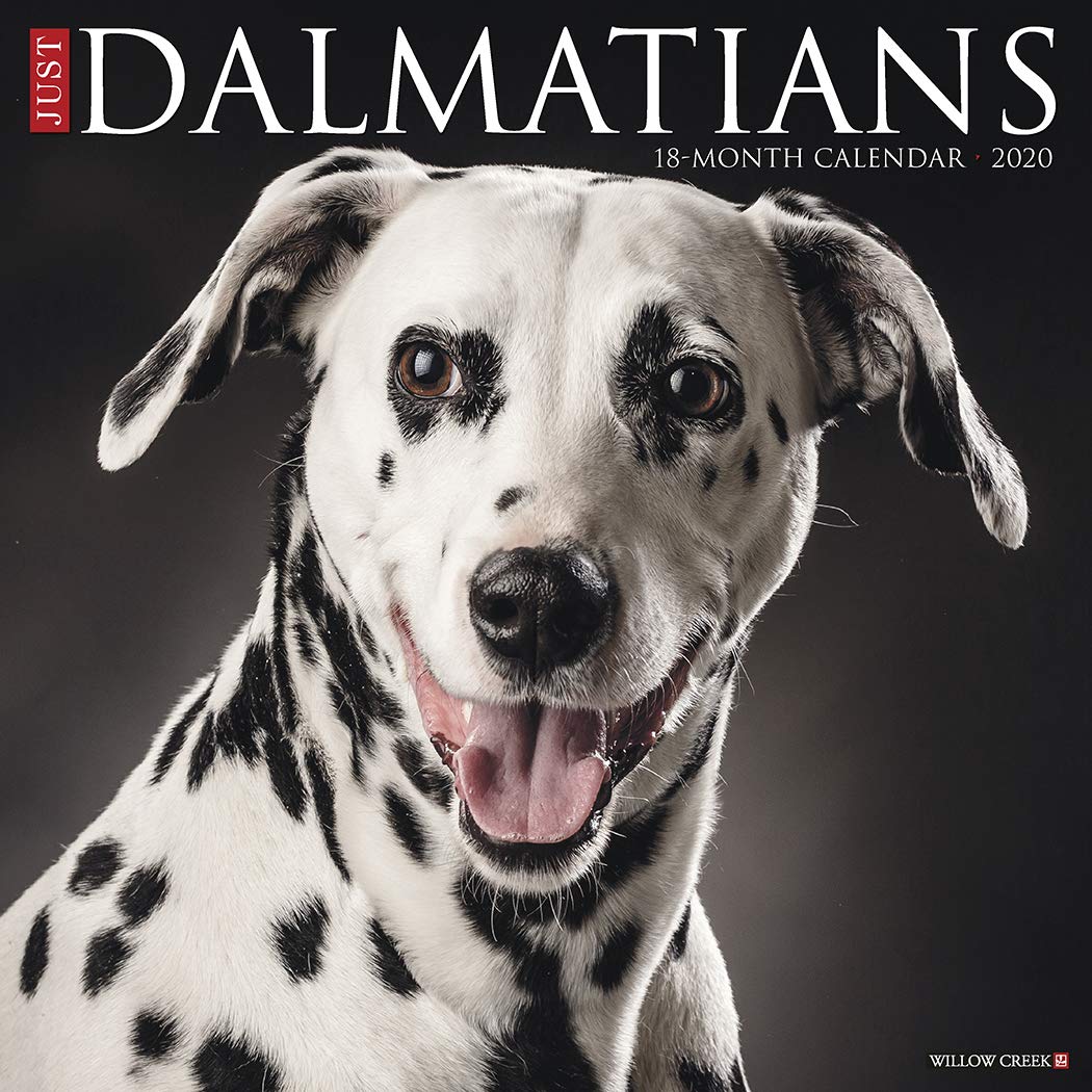 Just Dalmatians 2020 Wall Calendar (Dog Breed Calendar): Willow Creek ...