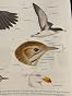 The Australian Bird Guide: Revised Edition : Menkhorst, Peter, Rogers ...