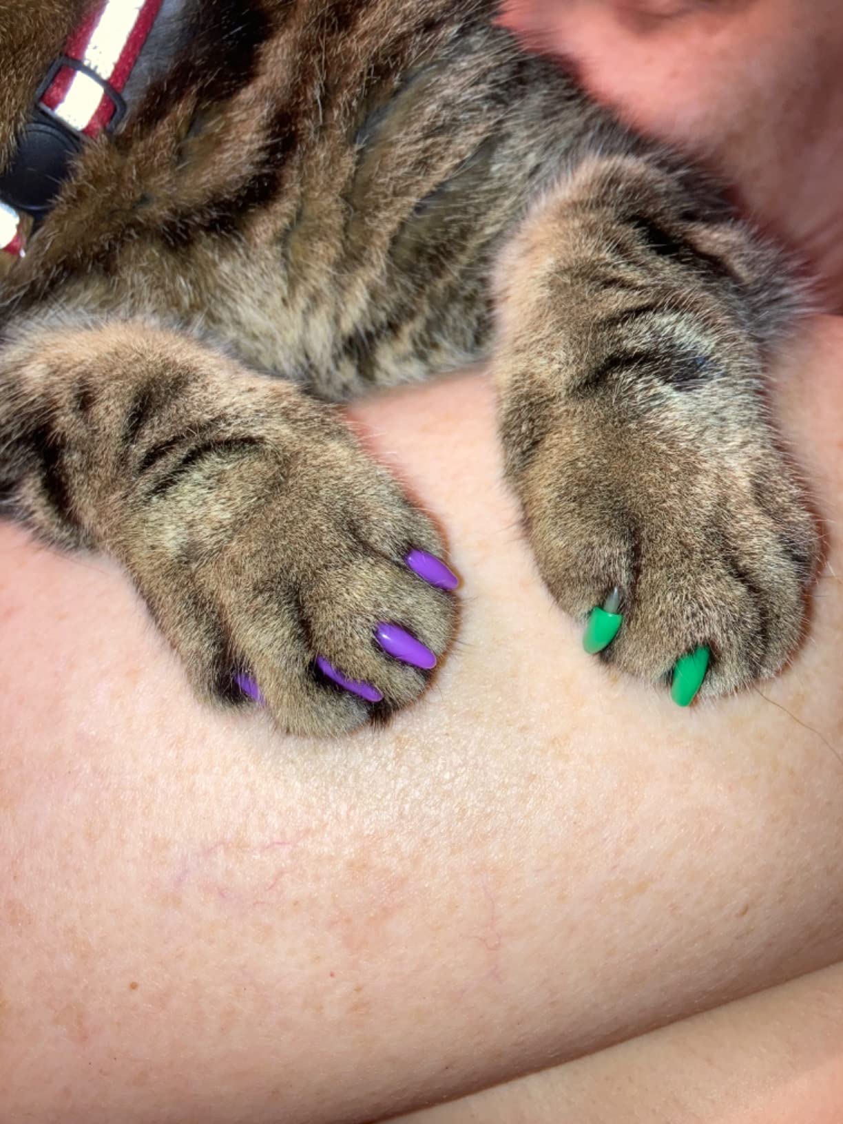 100 pcs Soft Cat Nail Caps for Cats Claws 5X Different Random Colors ...