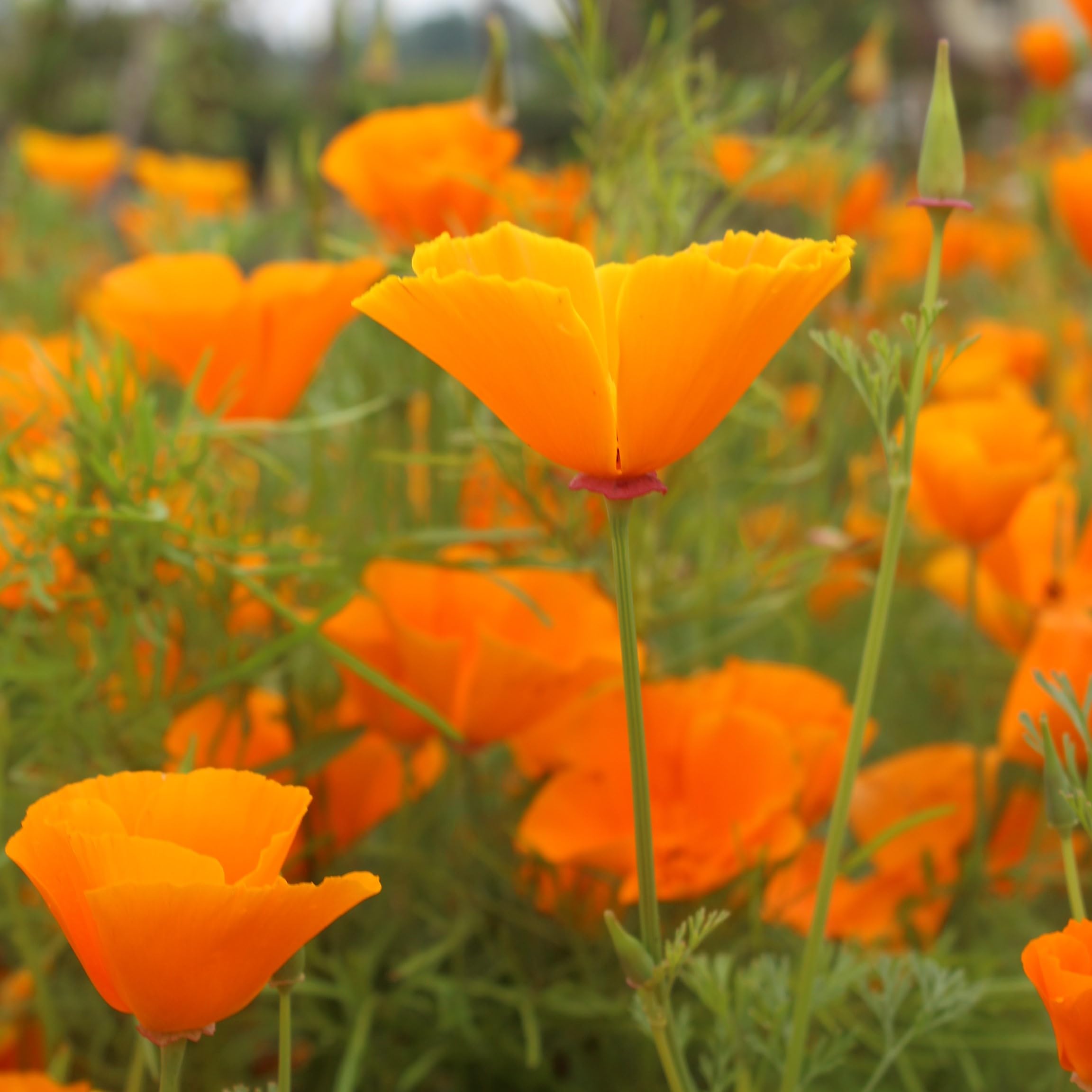 PREMIER SEEDS DIRECT - California Poppy - Golden WEST - 1000 Flower ...