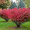 Amazon.com : Dwarf Burning Bush - 6-12 Inch Tall Live Plant - Hardy Red ...