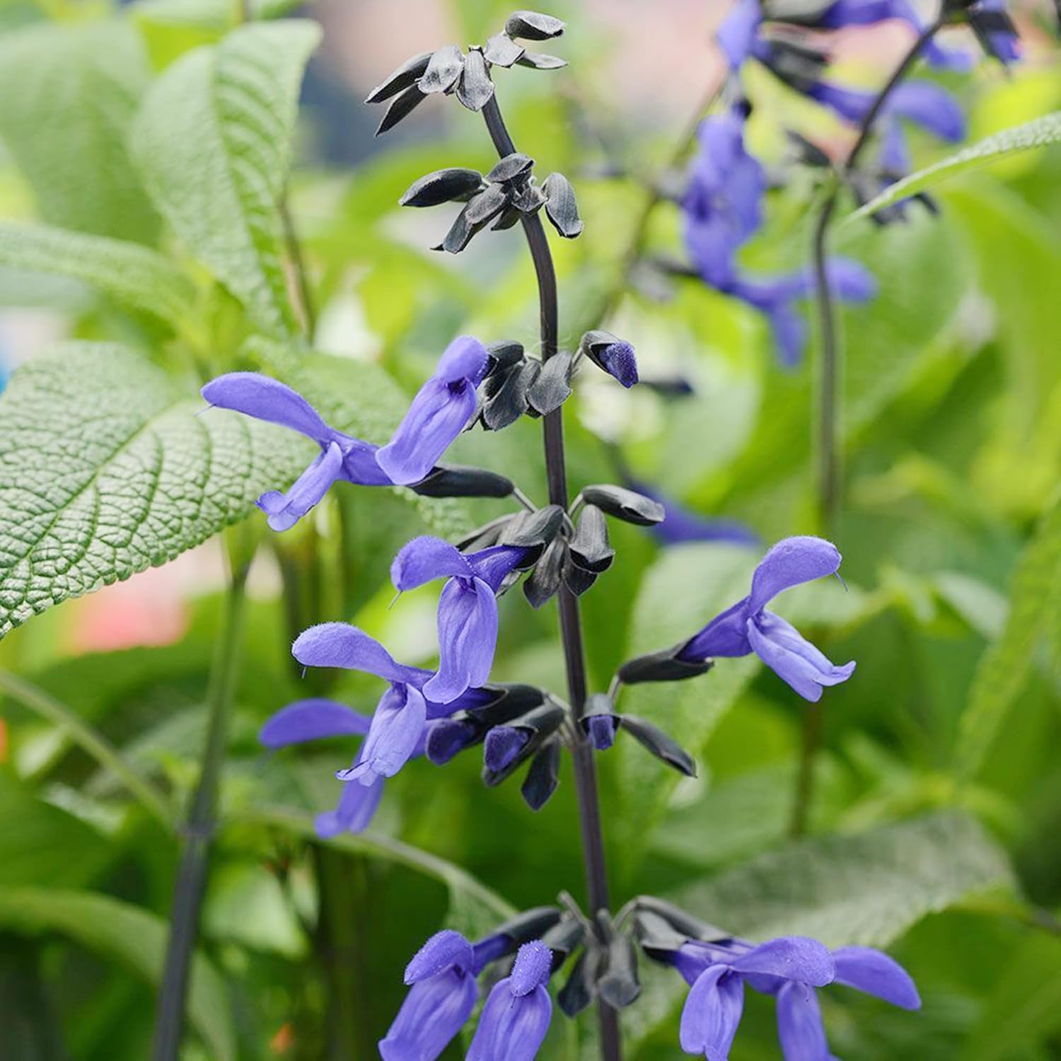 Amazon.com : Salvia Guaranitica Seeds Blue Anise Sage Perennial ...