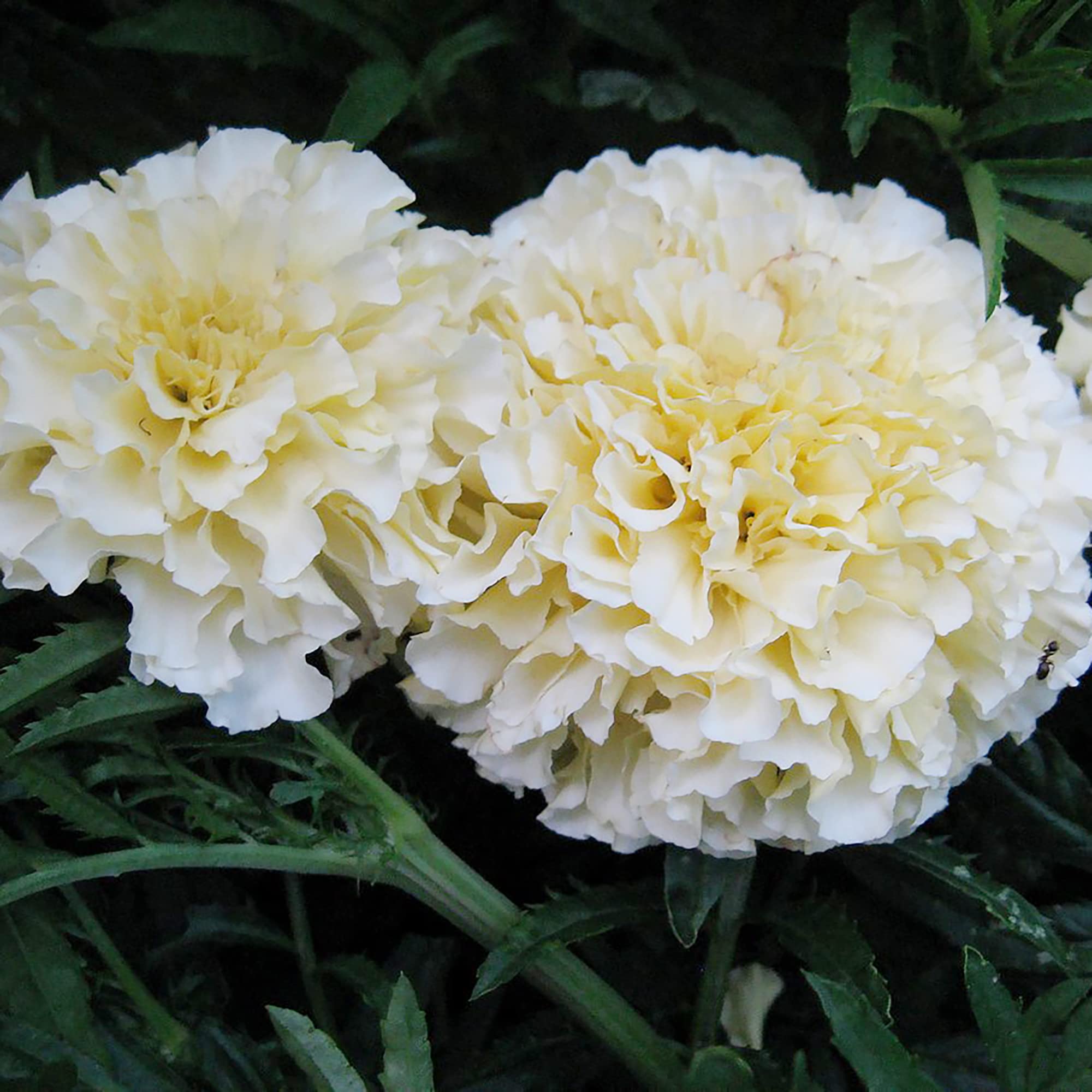 Amazon.com : American Eskimo Marigold Seeds Annual Attract Butterflies ...