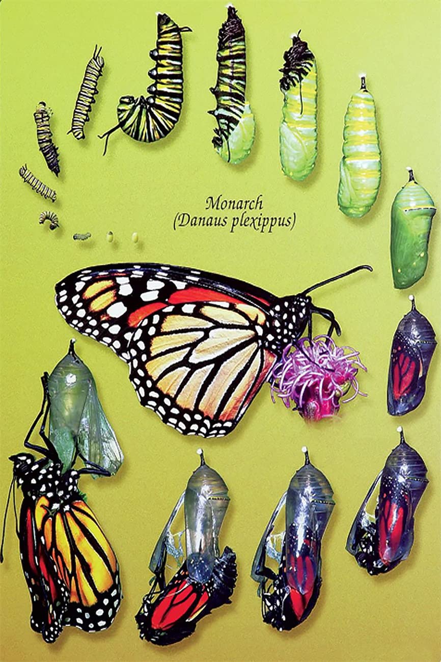 Cycle De Vie Du Papillon Monarque Cartes Du Cycle De Vie Du Papillon