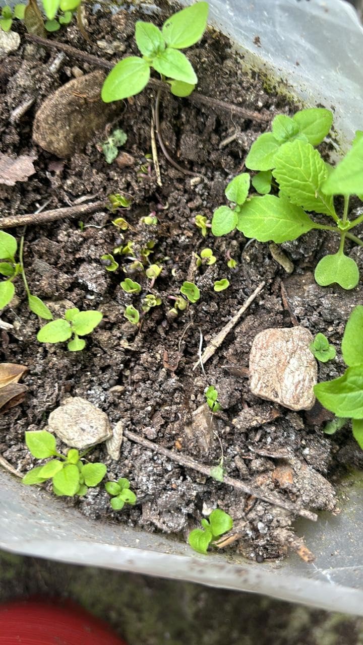 The Indian Beej- 60 Varieties of Vegetable Seeds| 2600+ Seeds| High ...