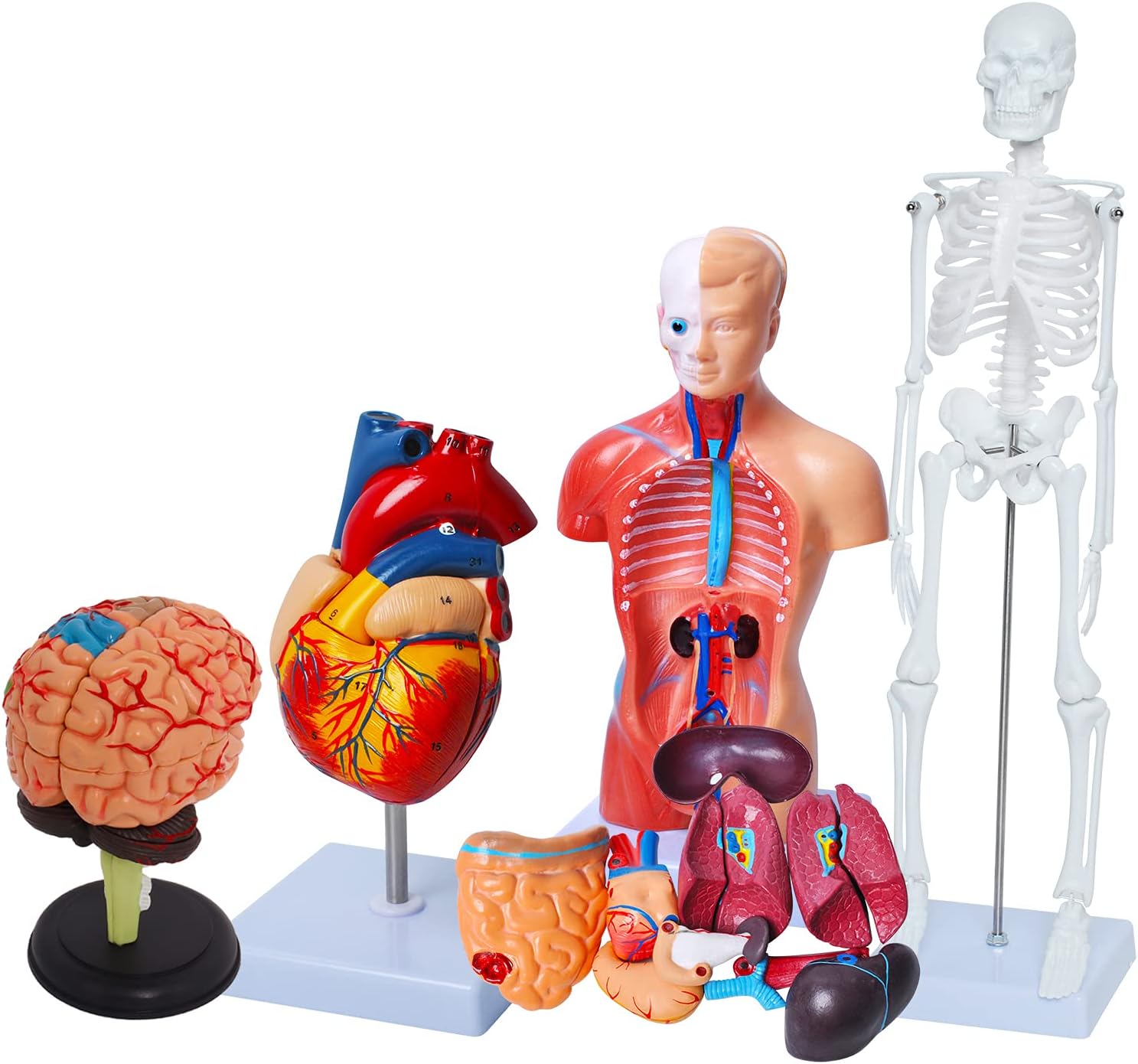Amazon.com: Wadoy Human Anatomy Models Bundle Set, Brain, Human Torso ...