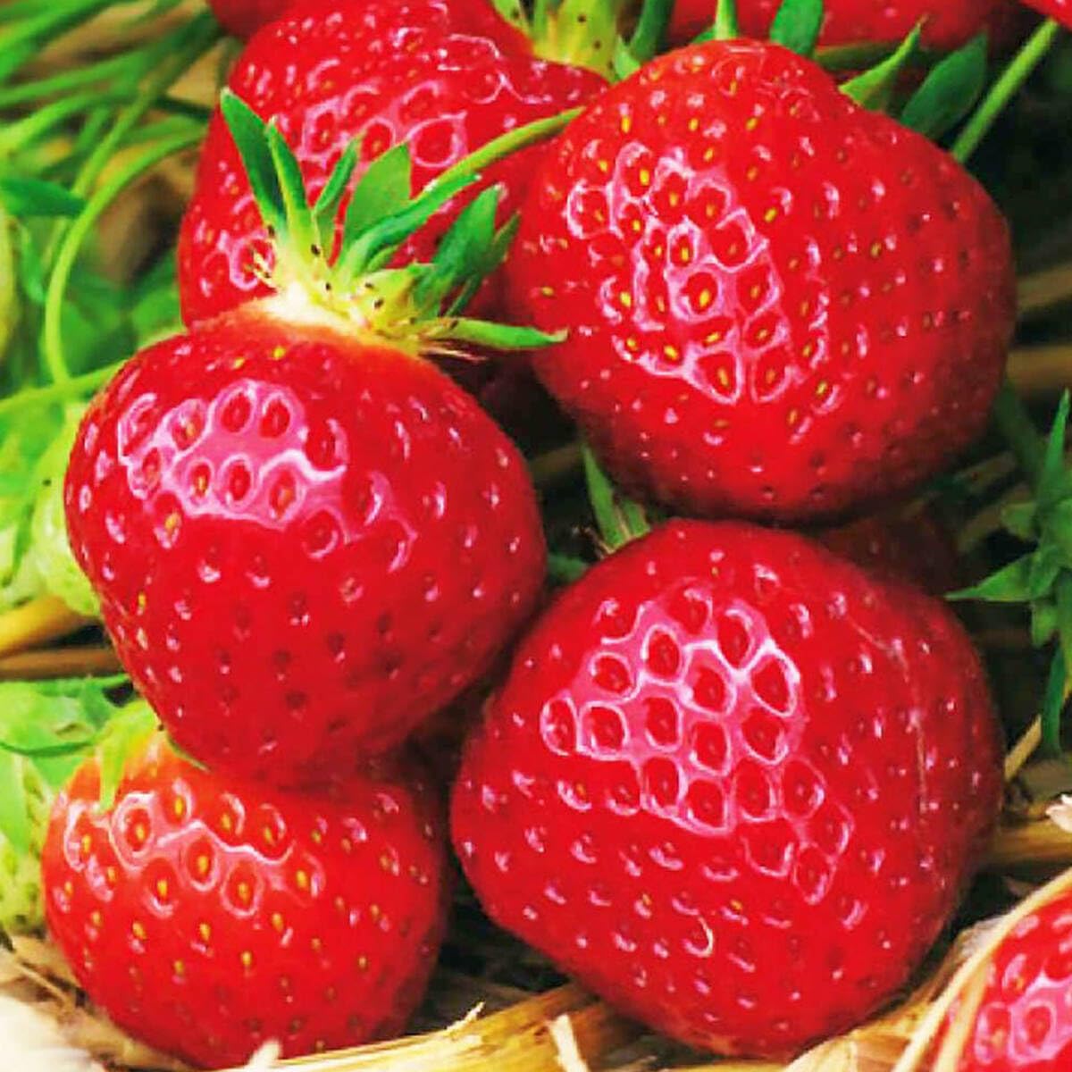 Ever Sweet Strawberry Plants Honeoye Strawberry Plants High Yields