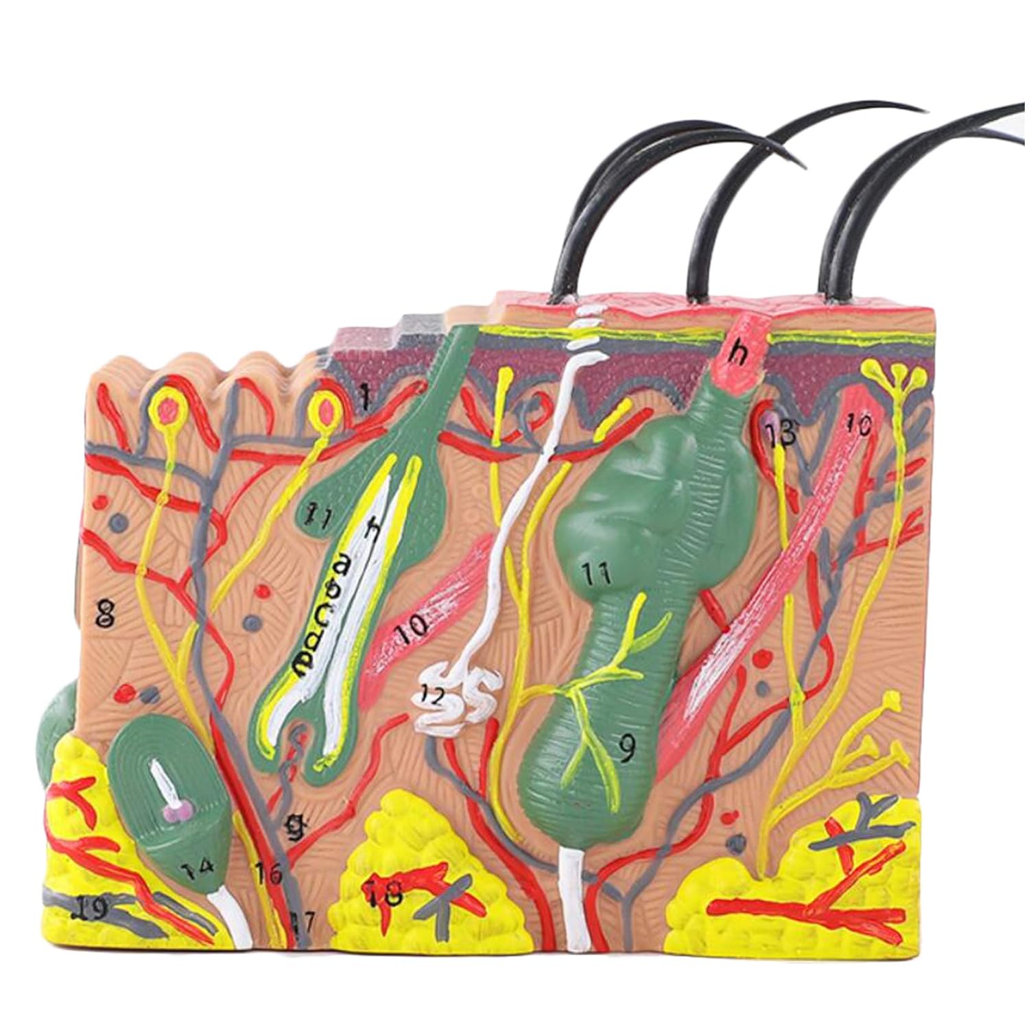 MUSUMI Educational Model Skin Model,35X Enlarged Human Skin Anatomy ...