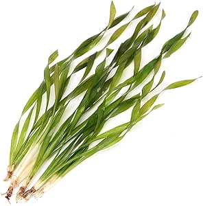 k2aqua 5 X Vallisneria Asiatica Twisted Corkscrew Vallis Live Aquarium ...