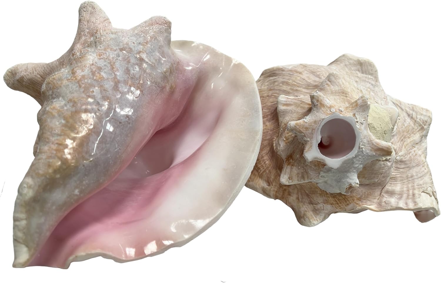 Amazon.com: Large Bahama Conch Shell Horn - 7-9 inch : Musical Instruments