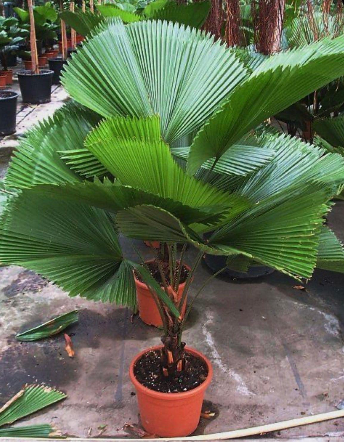 Amazon.com : KIRA SEEDS - Seeds Chinese Fan Palm Livistona - Growing ...