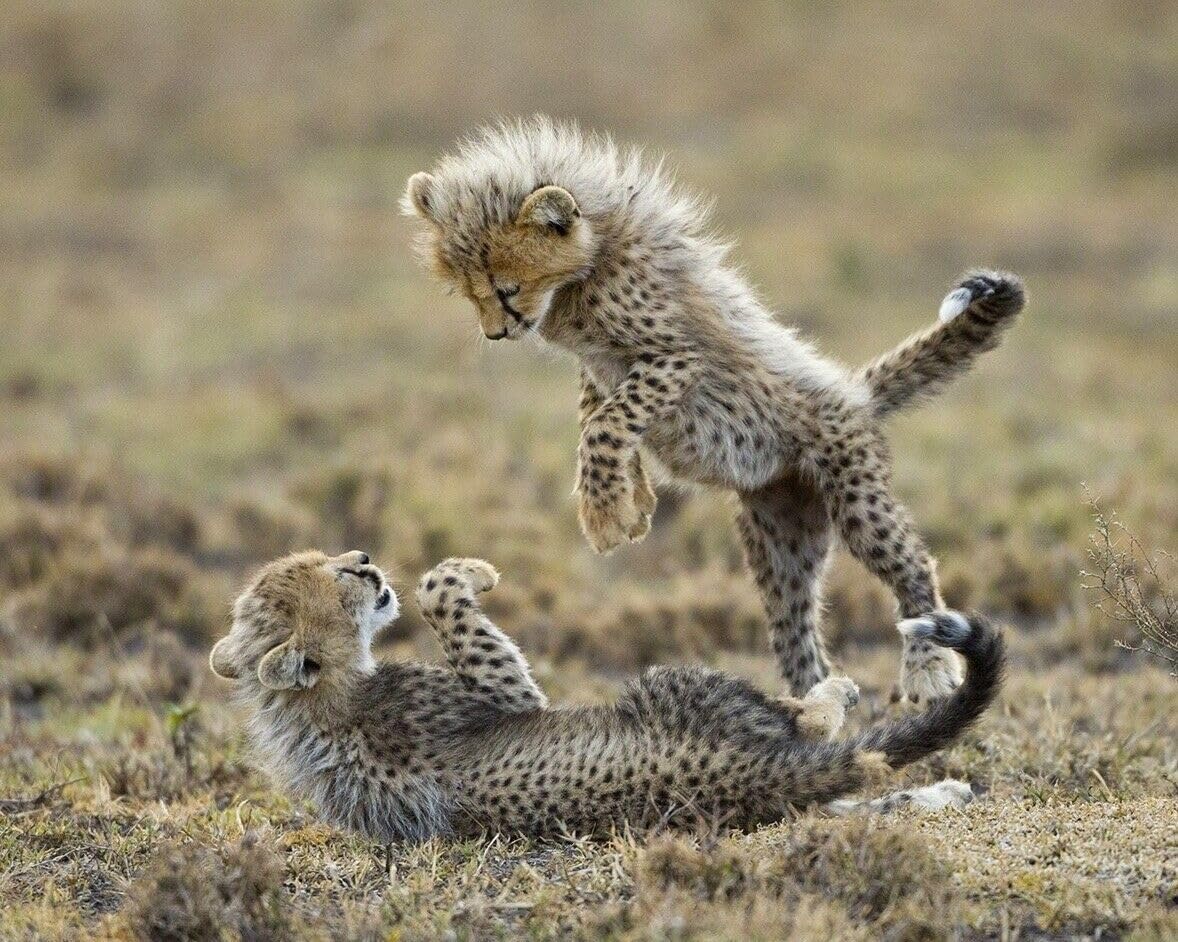 Amazon.com: fotos4you Cheetah Cubs Playing - Wild Cat 8 x 10 / 8x10 ...