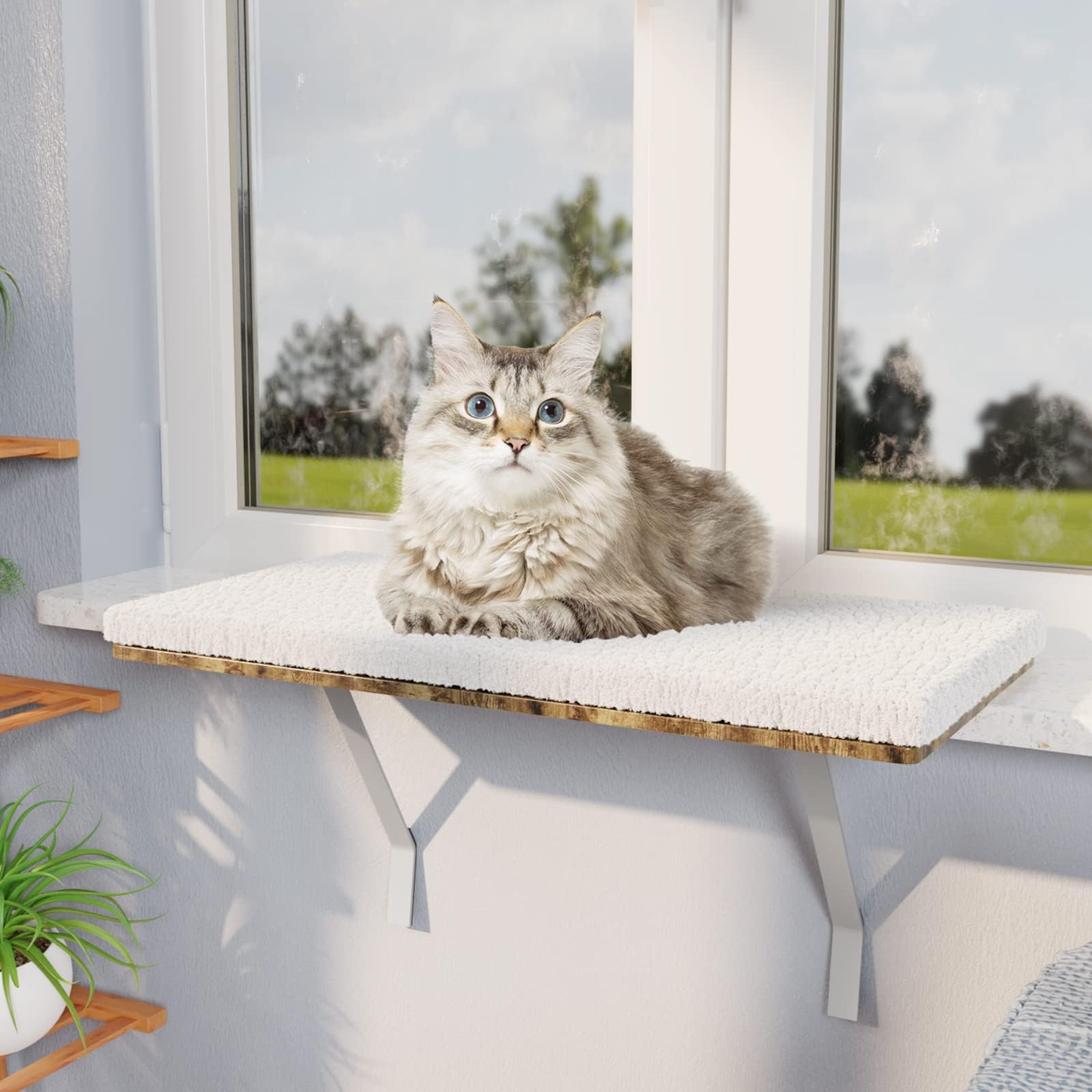 Amazon.com : Lesnox Cat Window Perch, Window Sill Cat Seat with Bottom ...