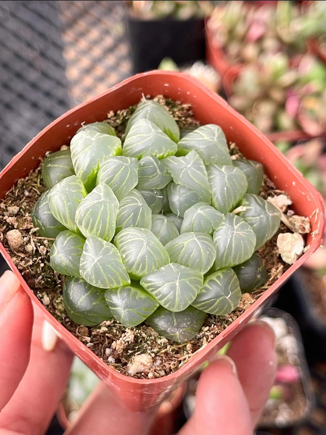 Amazon.com : Haworthia Obtusa | Rare Succulent | Alien Eggs| Clear ...