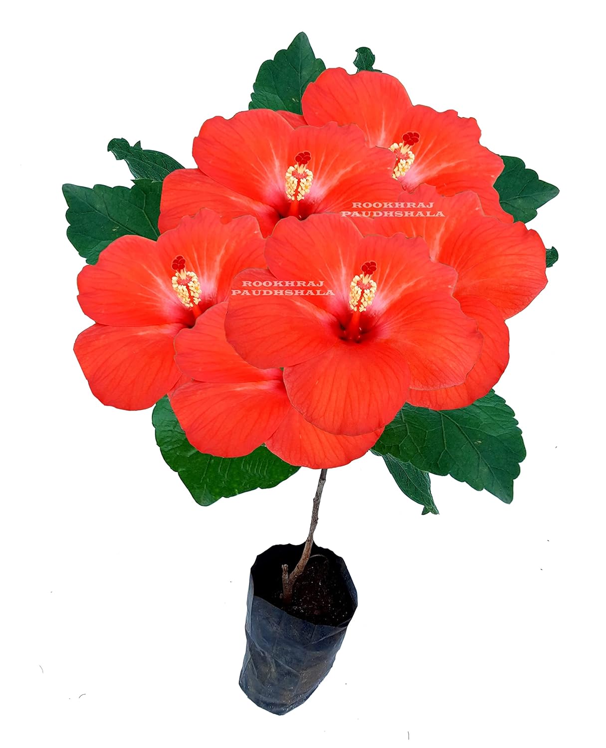 ROOKHRAJ PAUDHSHALA Gudhal Red Flower Live Plant (Hibiscus rosa ...