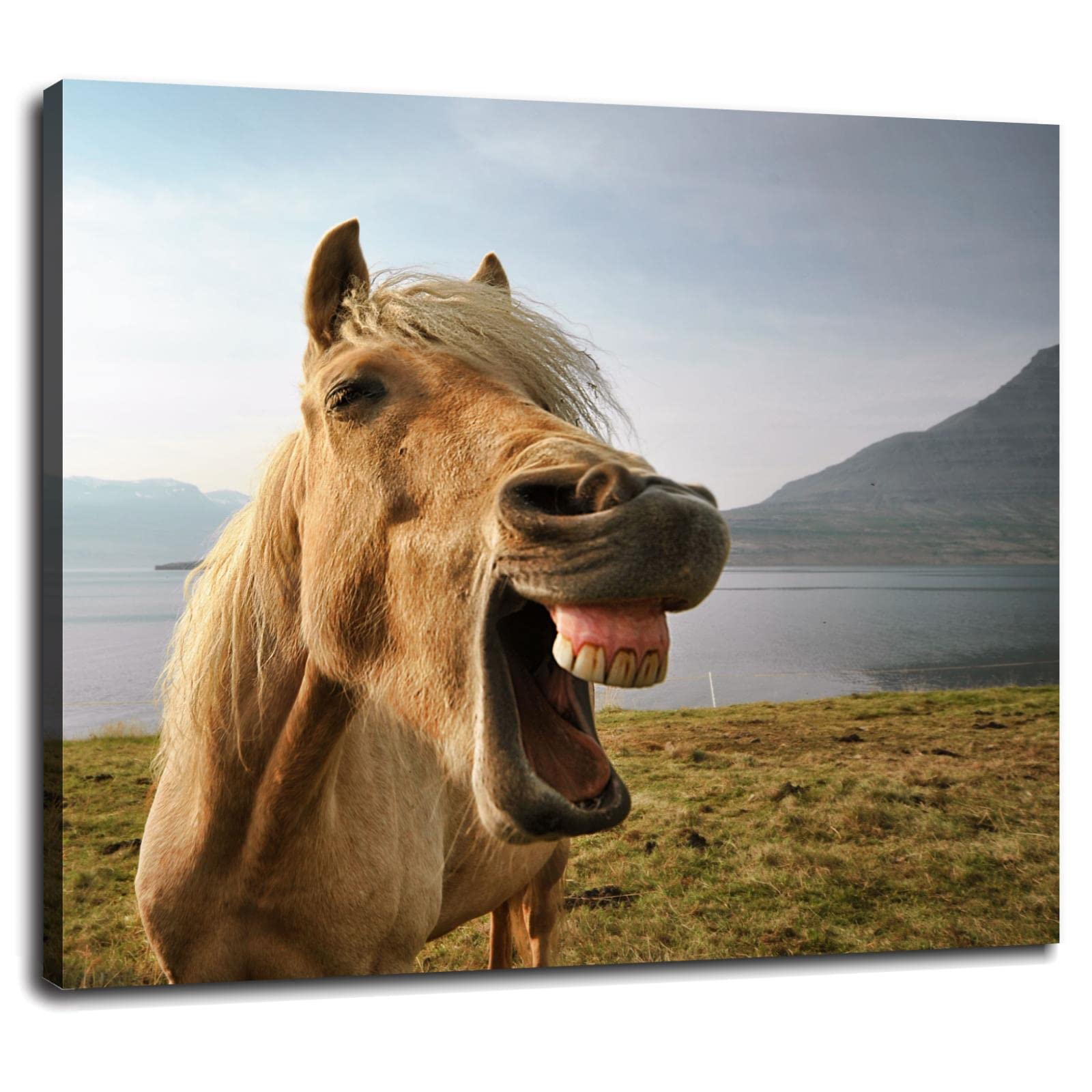 Funny Animal Facial Expressions